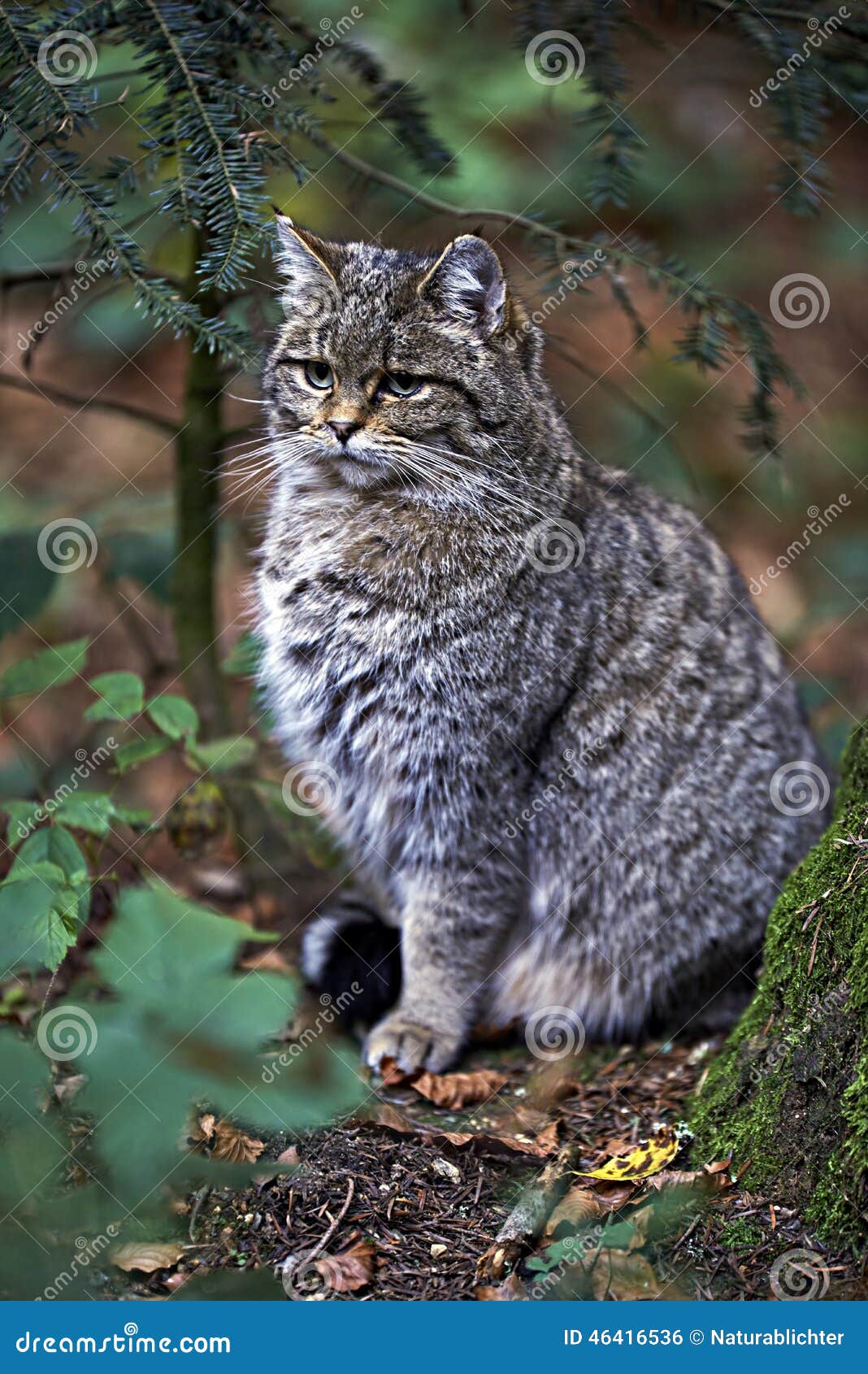 Wild cat in nature stock photo. Image of green, domestic - 46416536