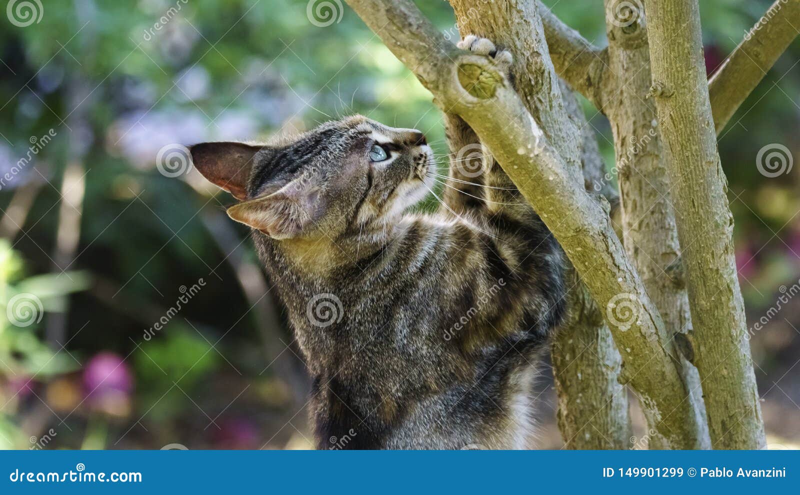 Wild Cat with Paws on a Tree Stock Image - Image of mammal, nature ...
