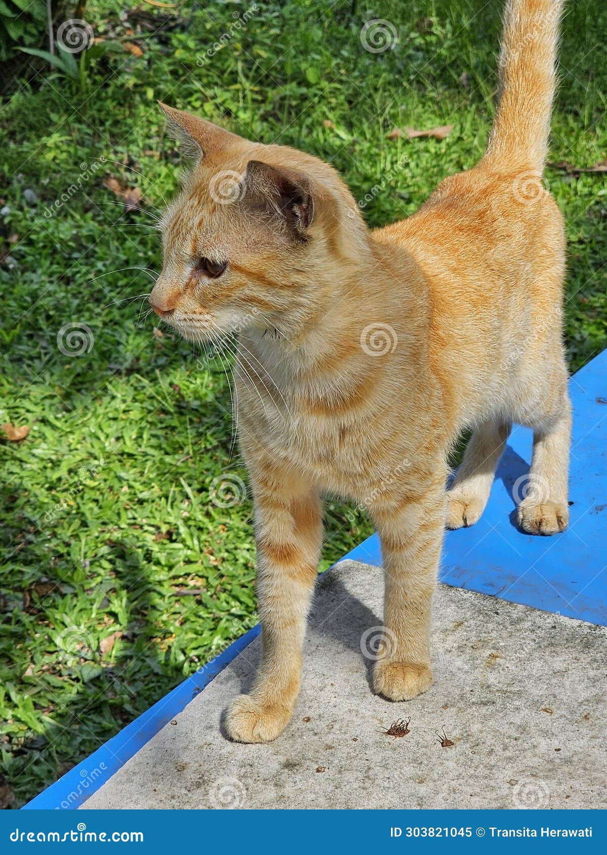 A Wild Cat Playing Alone in the Garden Stock Image - Image of grass ...