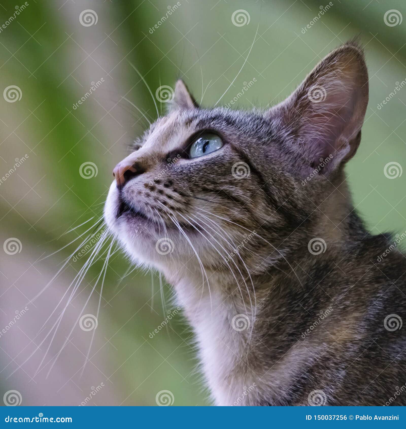 Wild Cat Portrait Profile stock photo. Image of kitty - 150037256