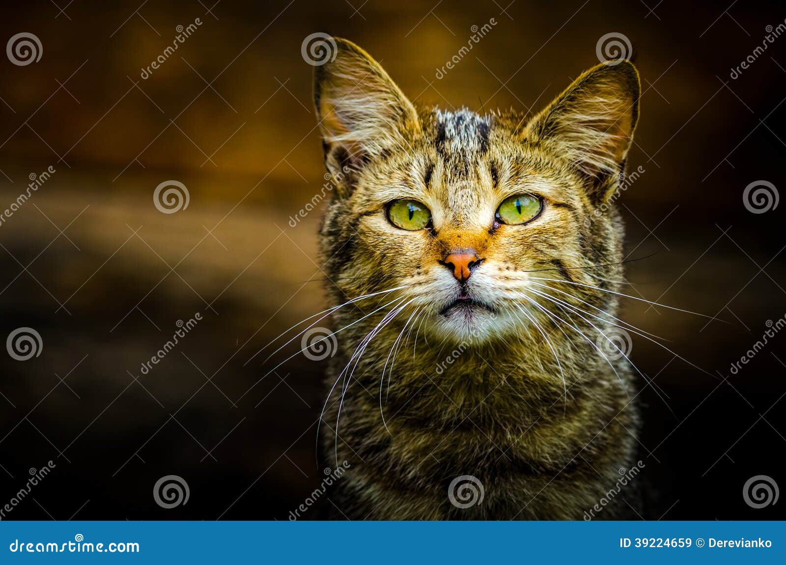 Wild cat stock image. Image of stray, beautiful, unowned - 39224659