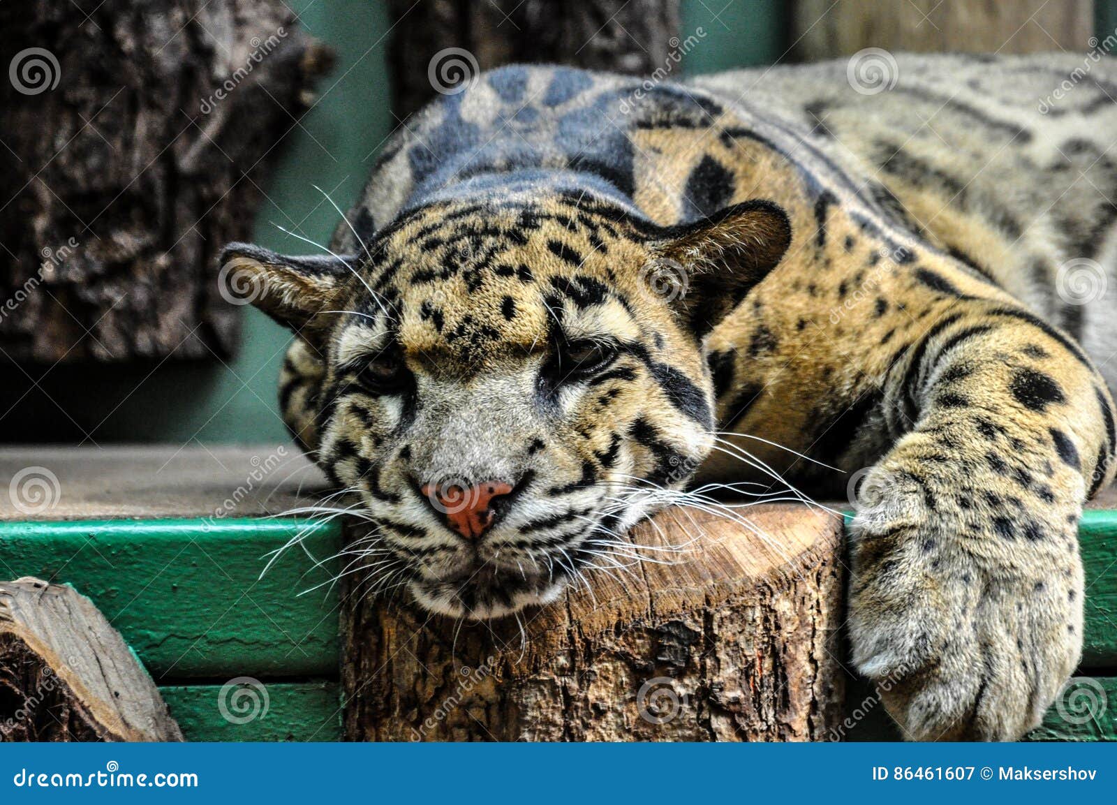 Wild Cat in Prague Zoo , Czech Republic Stock Image - Image of portrait ...