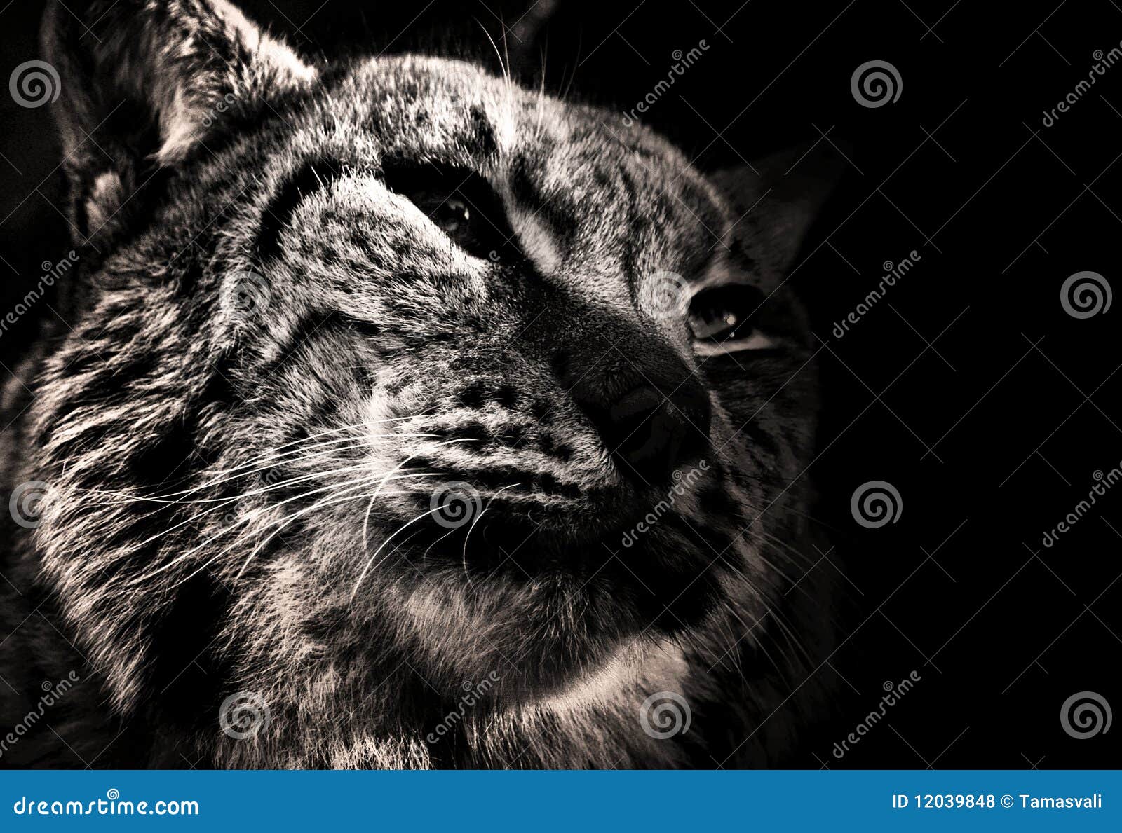 Wild cat profile stock photo. Image of portrait, shadow - 12039848