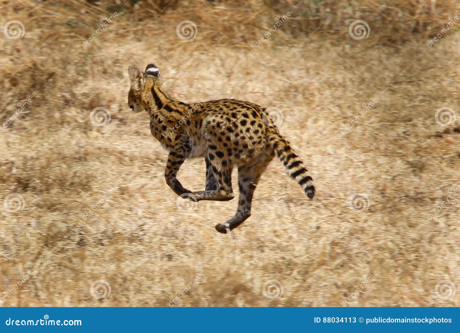 Wild Cat On The Run Picture. Image: 88034113