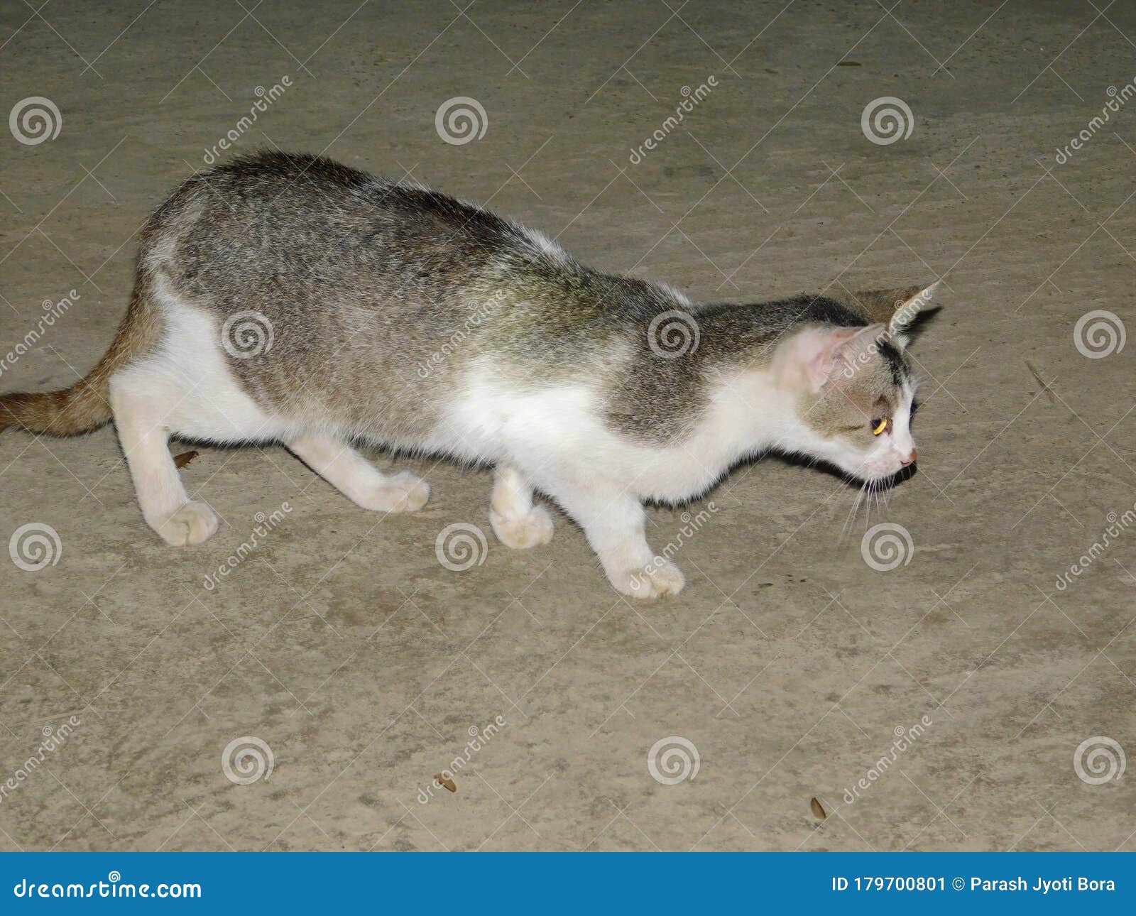 Wild Cat Run on Road, Isolated Stock Image - Image of domestic, black ...