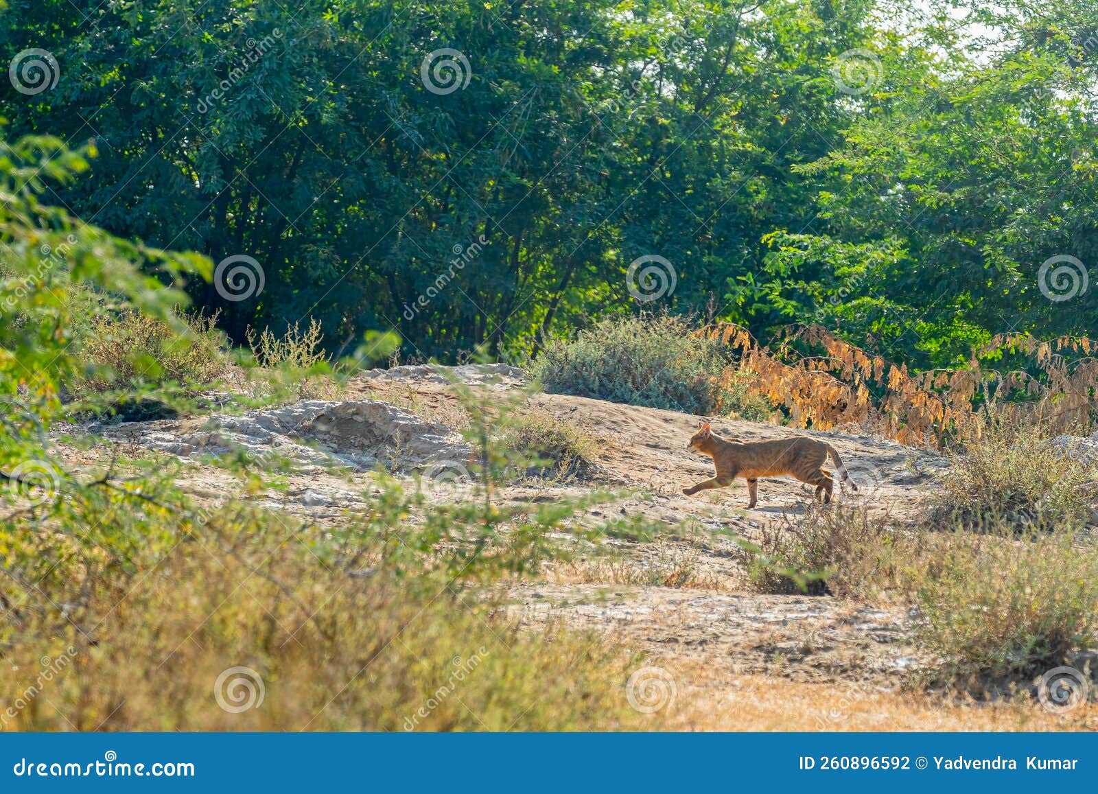 A Wild Cat running stock photo. Image of large, danger - 260896592