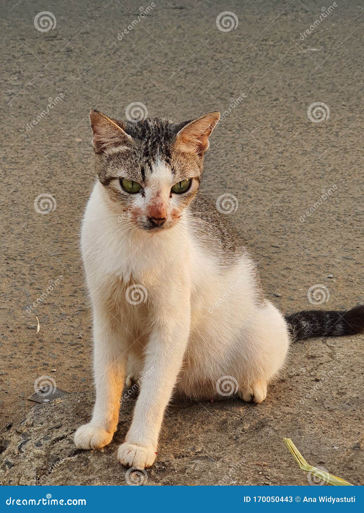 19,500 Cat Side Photos - Free & Royalty-Free Stock Photos from Dreamstime