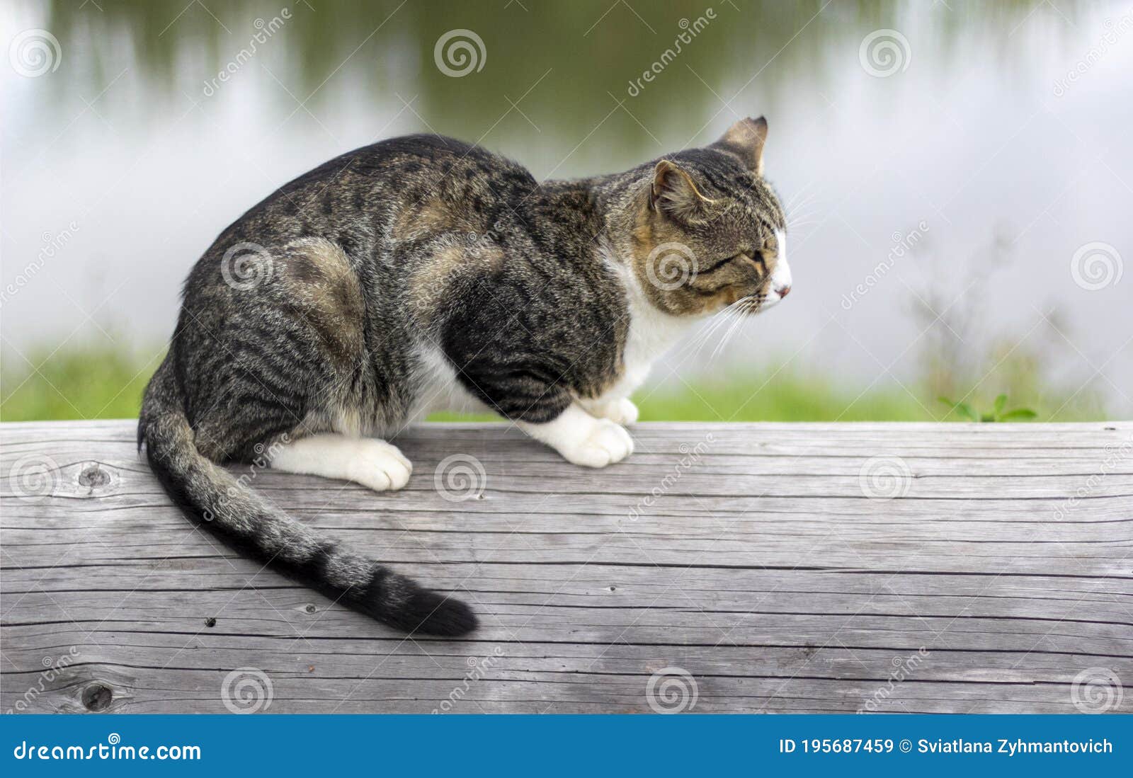 A Wild Cat is Sitting on a Log Stock Image - Image of face, sweet ...