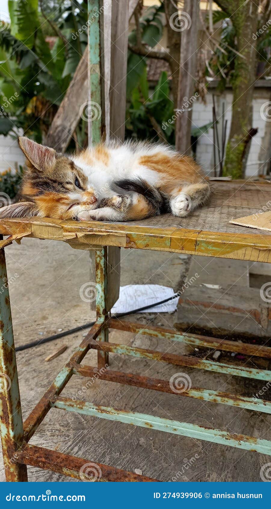 The WILD CAT SLEEPING UNDER the TABLE WAS BROKEN from EXHAUSTION Stock ...