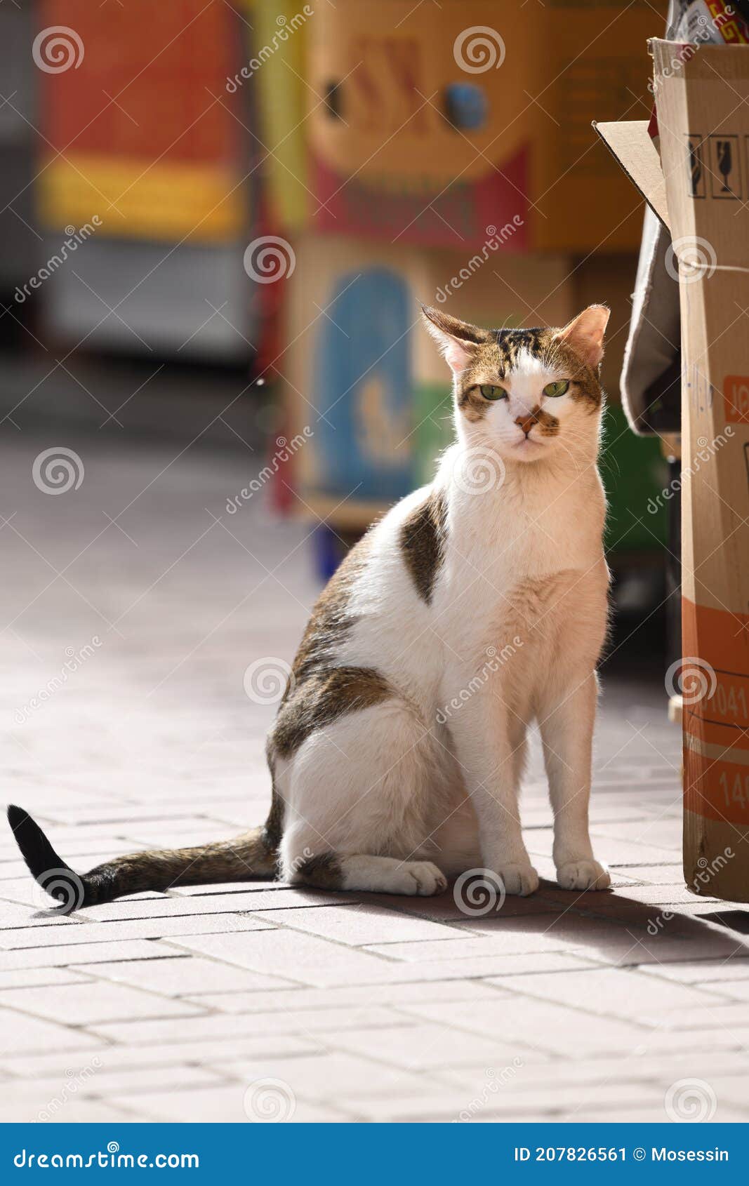 Stray street mangle cat stock image. Image of rural - 207826561