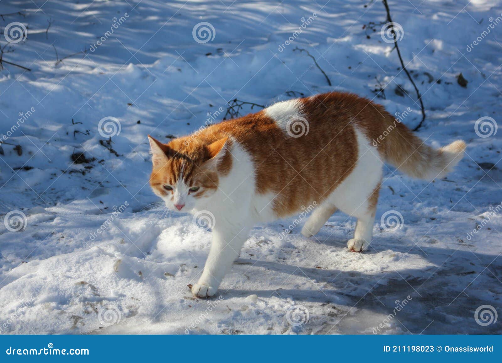N Wild Cat in the Snow stock image. Image of snow, dogs - 211198023