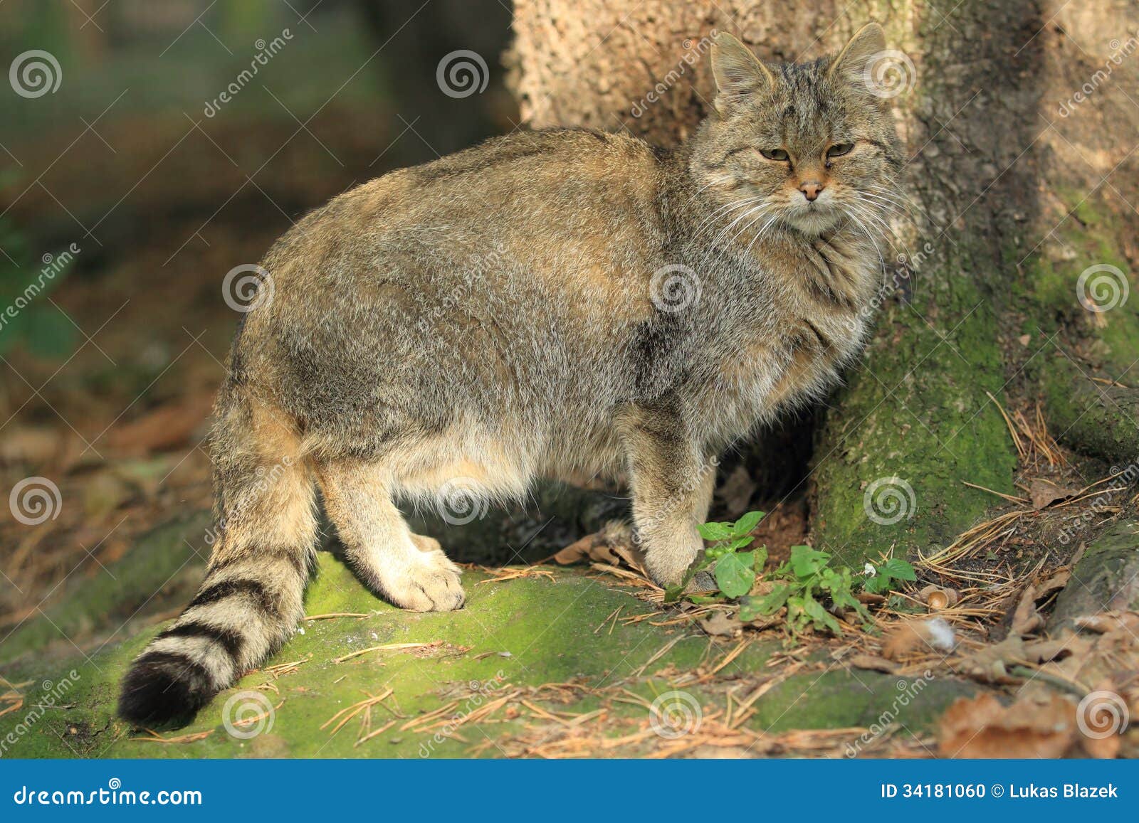 Wild cat stock photo. Image of felis, tree, wildcat, standing - 34181060