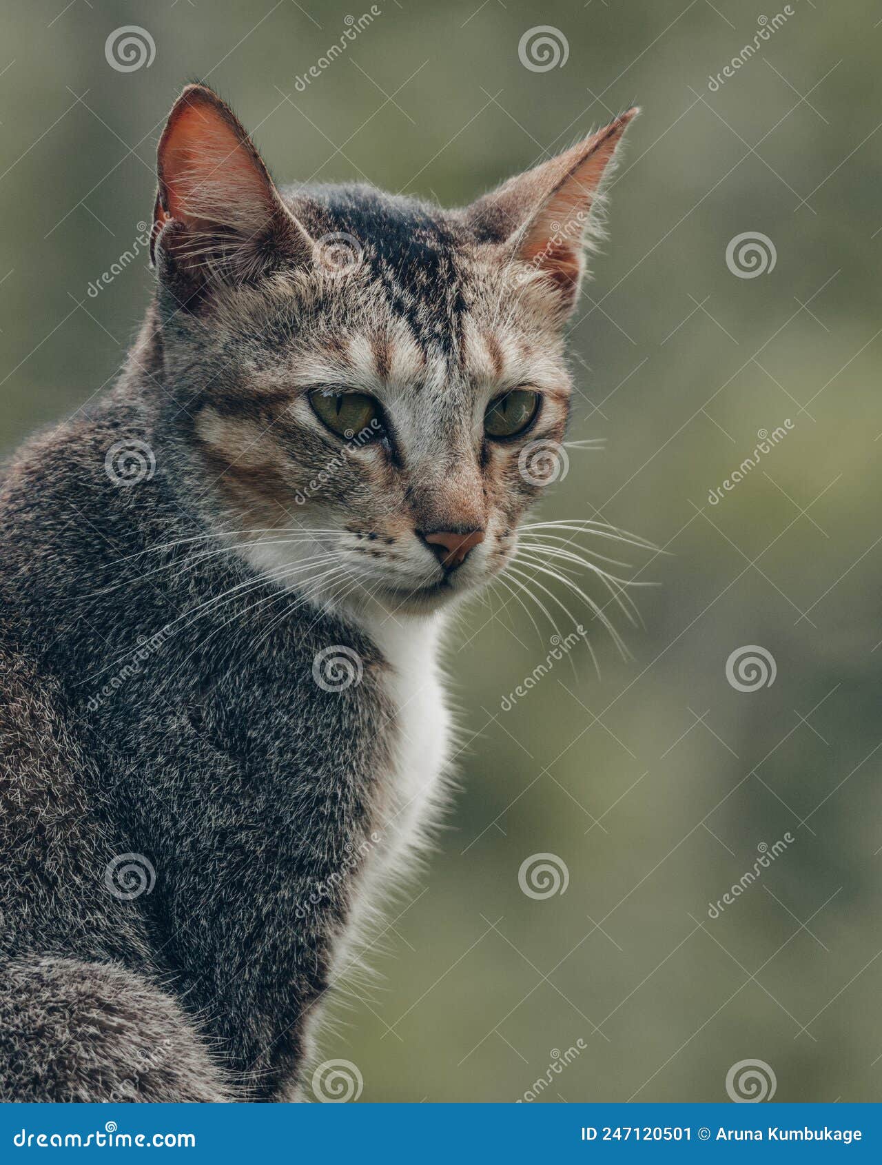 Wild Cat Stare stock image. Image of wild, natural, planet - 247120501
