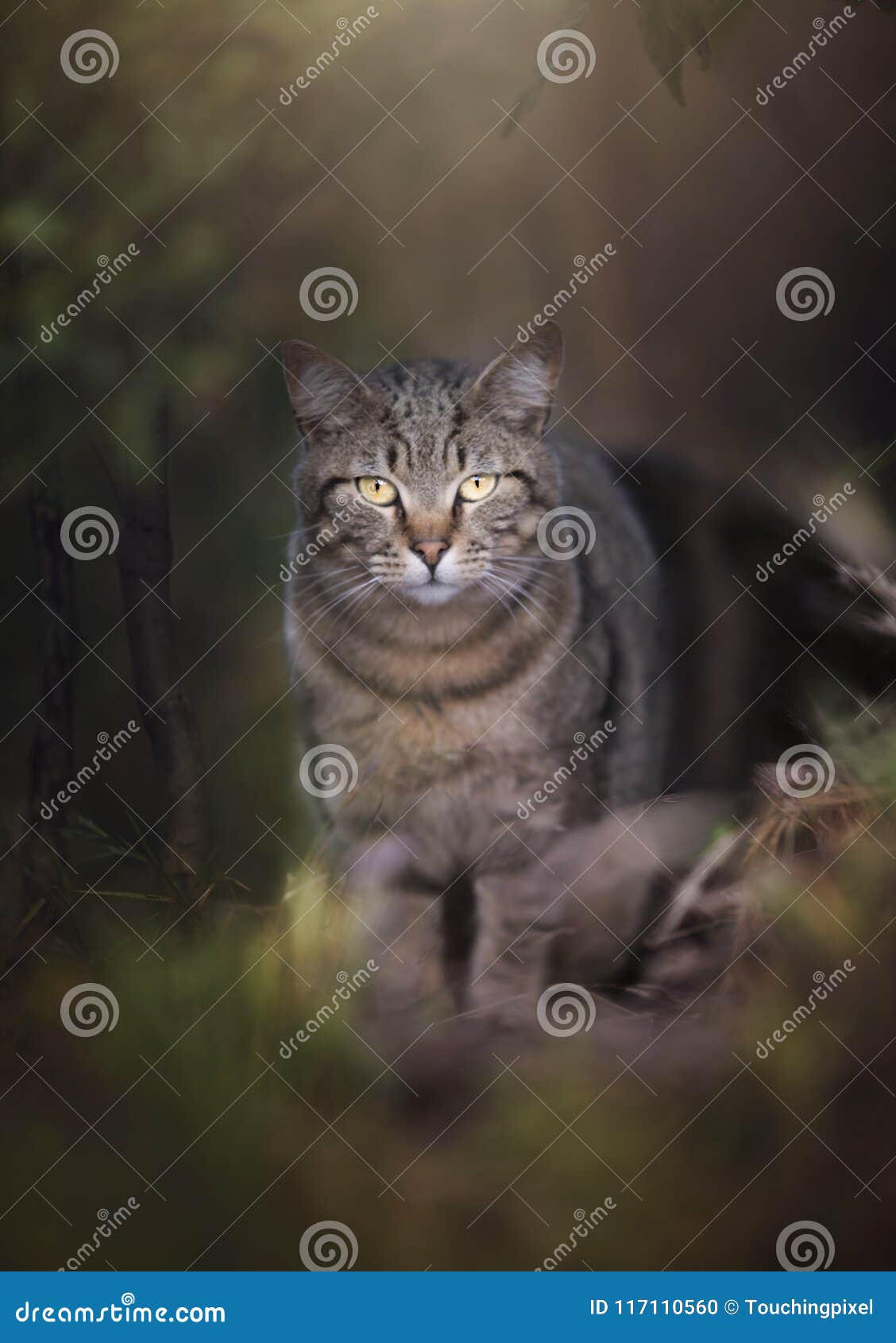 Wild Cat Stepping Out of the Woods Stock Photo - Image of grass, forest ...