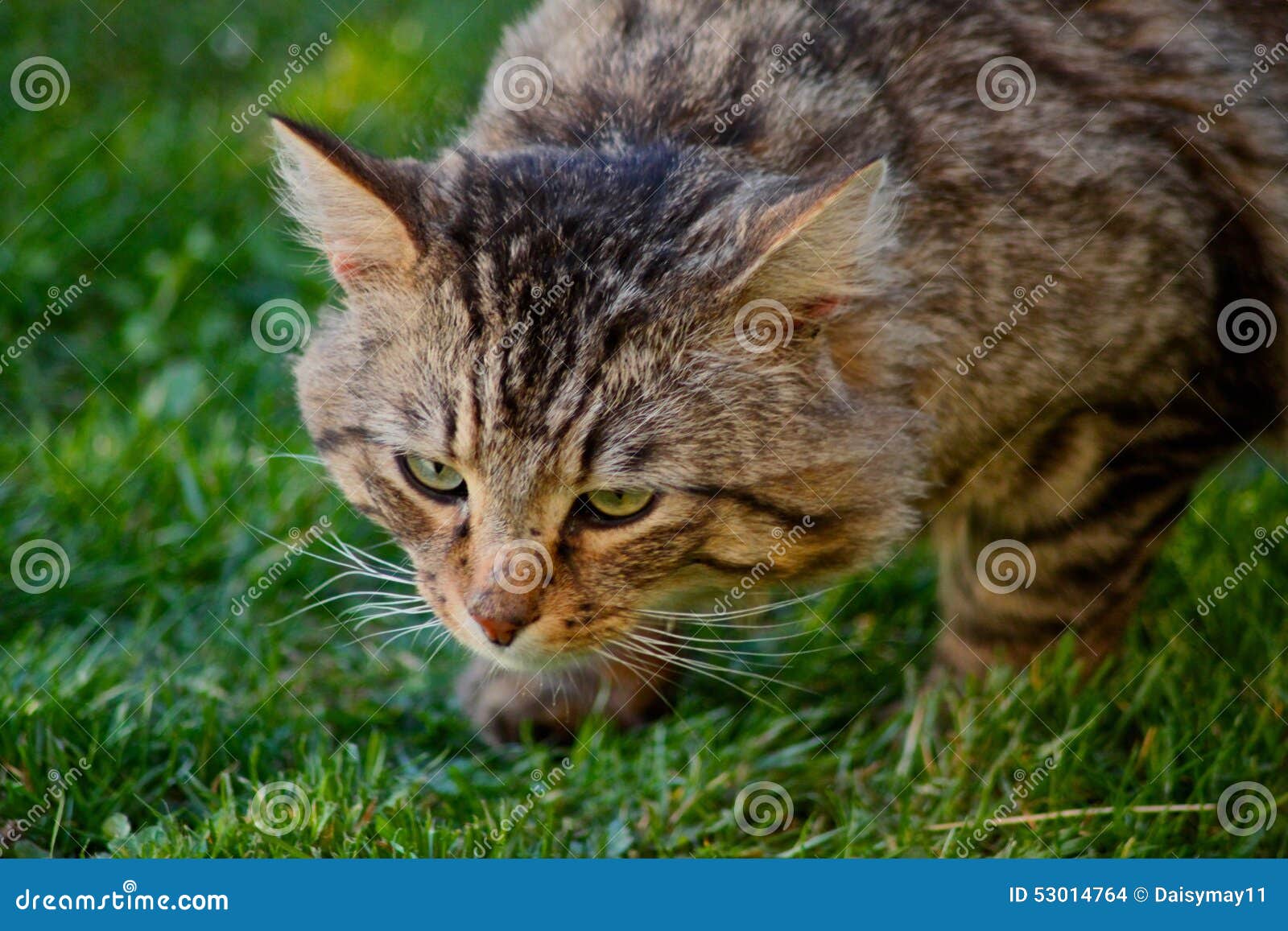 Wild cat stock photo. Image of tiger, stalking, food - 53014764