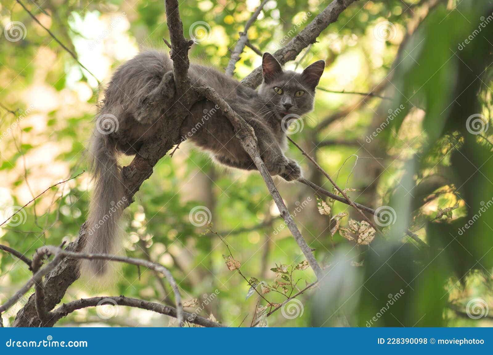 Wild cat on the tree stock photo. Image of fauna, clean - 228390098