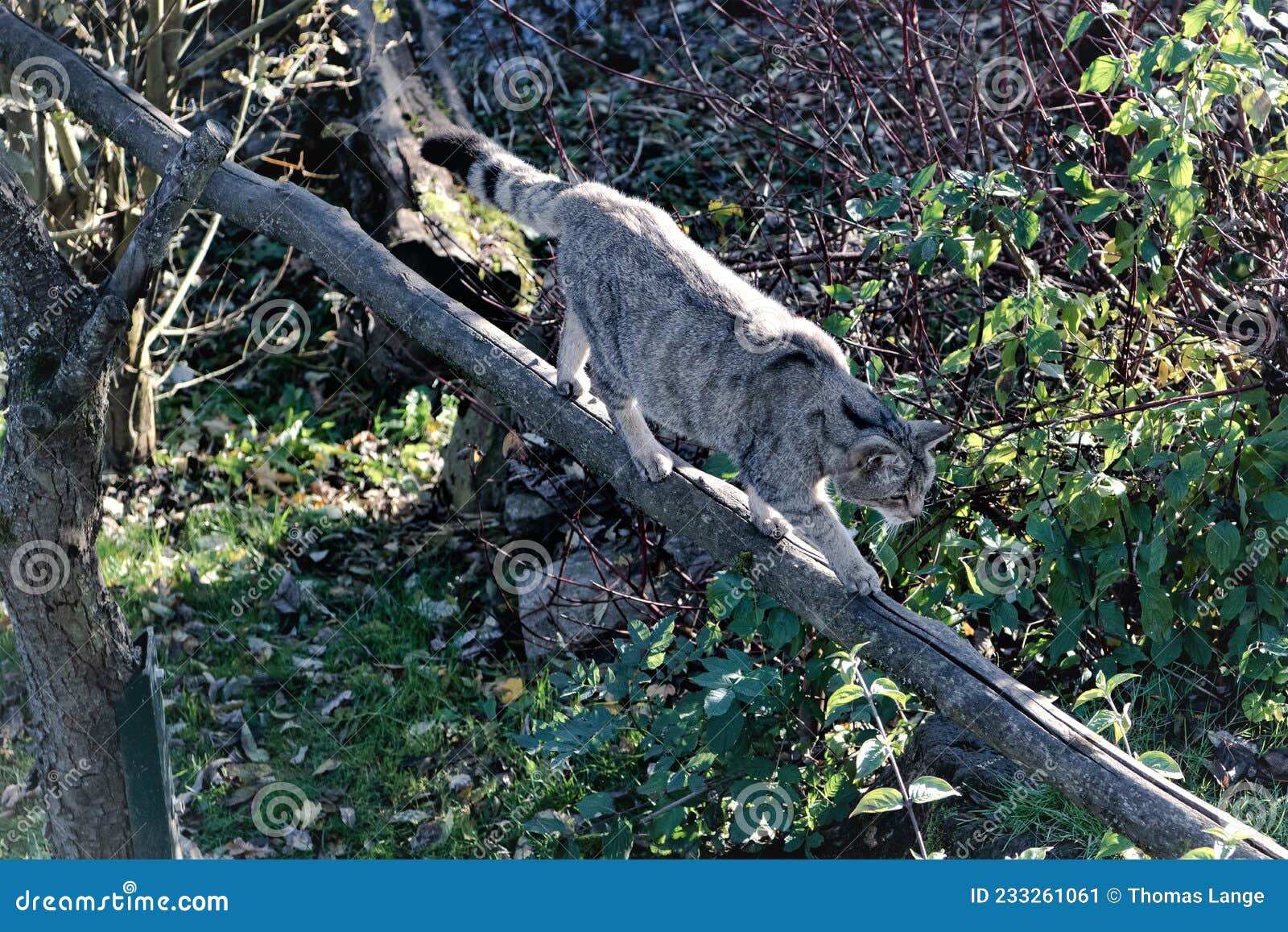 A Wild Cat on a Tree Trunk. Typical Faeture is the Thick and Bushy Tail ...