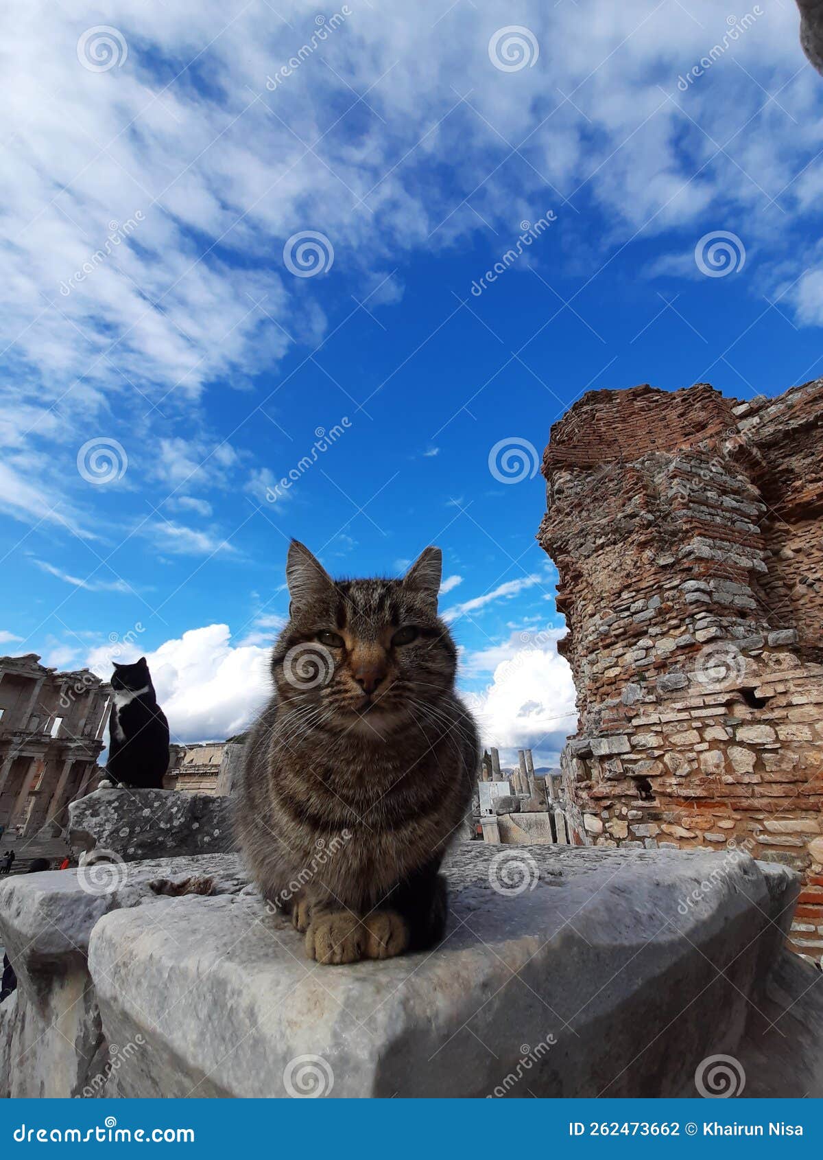 WILD CAT in TURKIYE are so BEAUTIFUL Stock Photo - Image of wood, plant ...