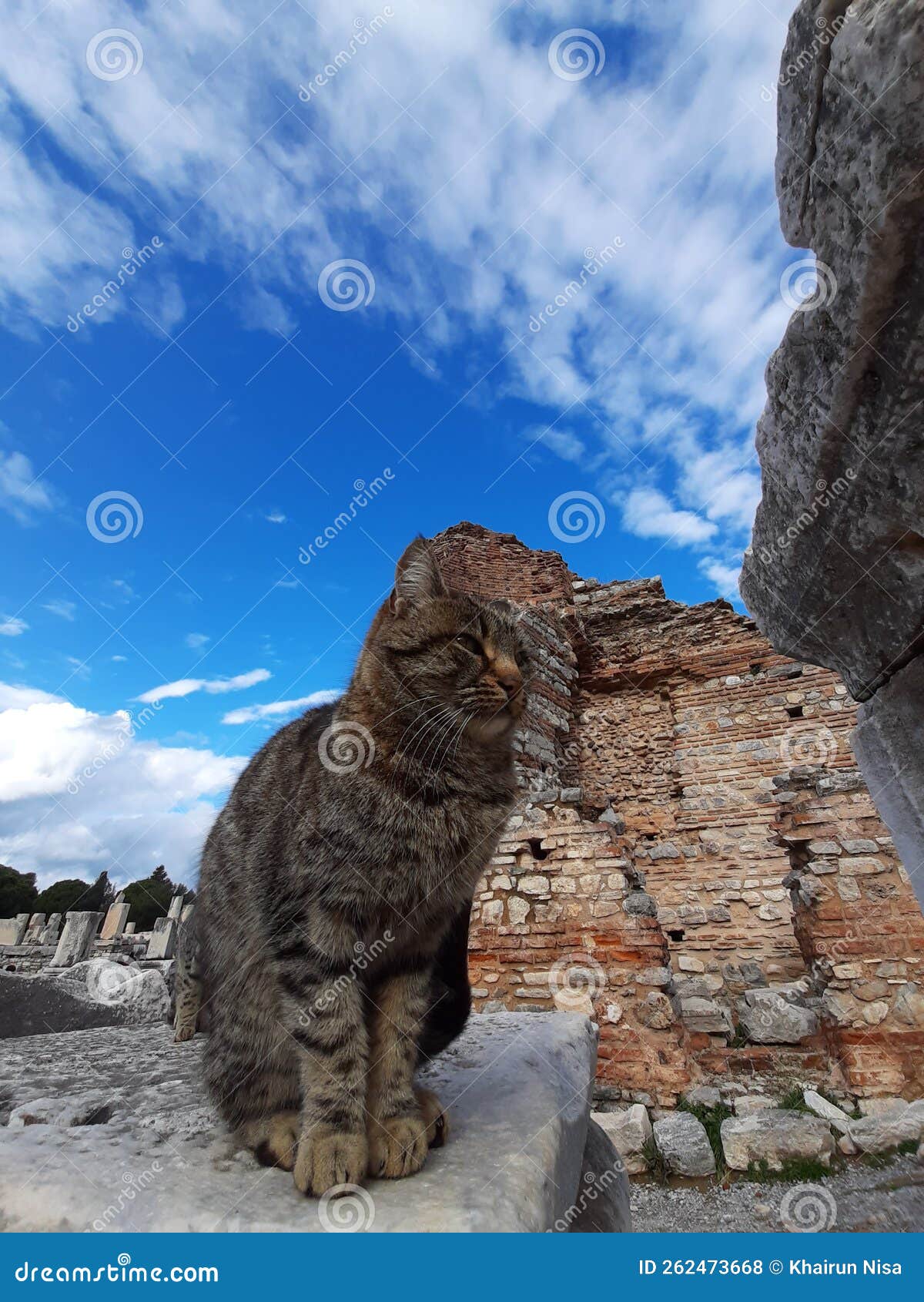WILD CAT in TURKIYE are so BEAUTIFUL Stock Photo - Image of winter ...