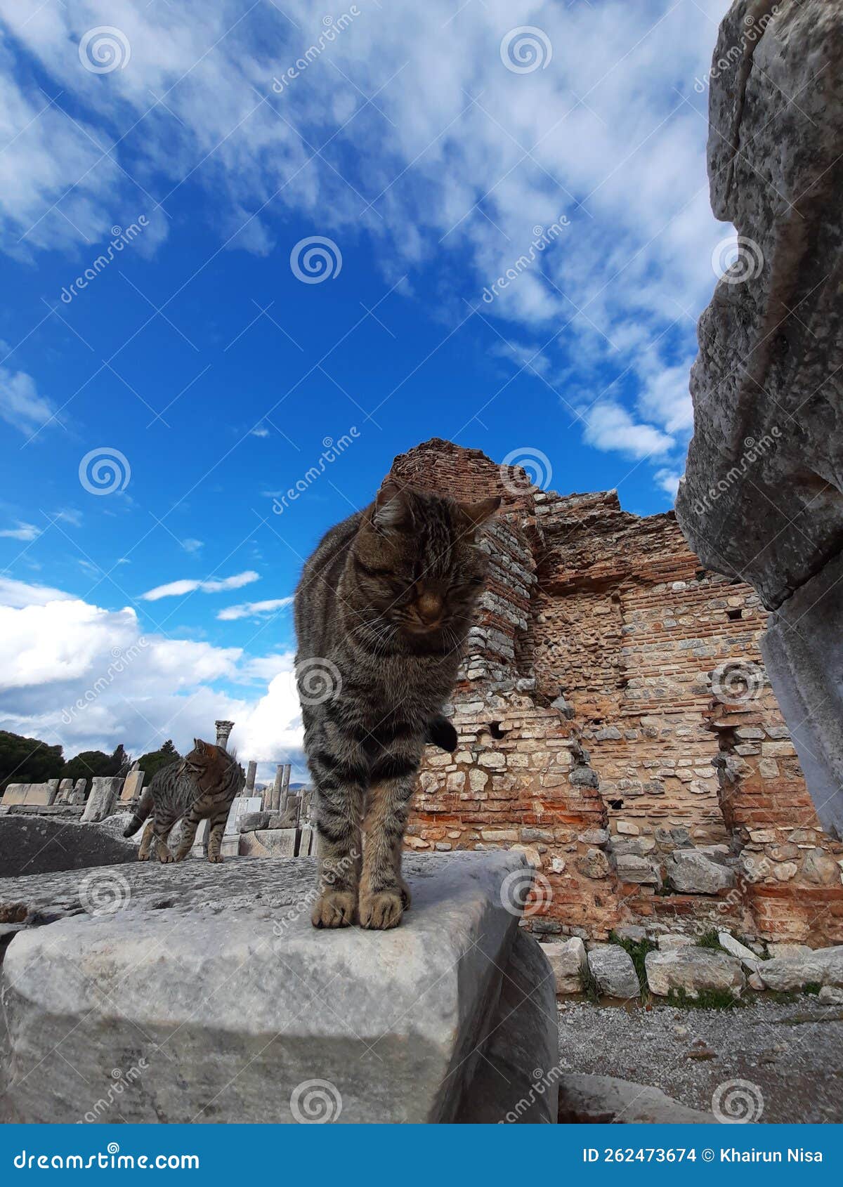 WILD CAT in TURKIYE are so BEAUTIFUL Stock Photo - Image of formation ...