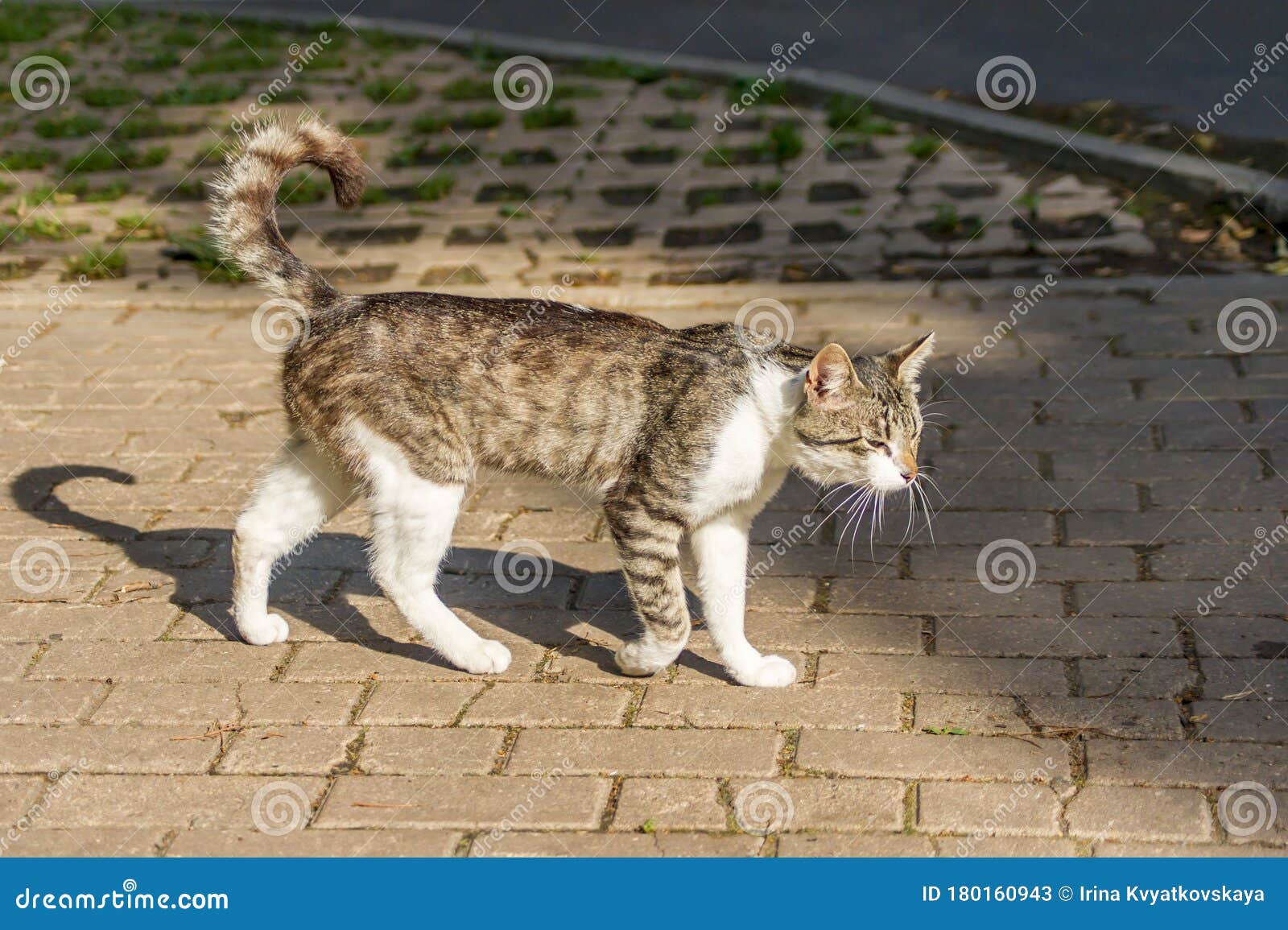 Wild cat walking sidewalk stock image. Image of walking - 180160943