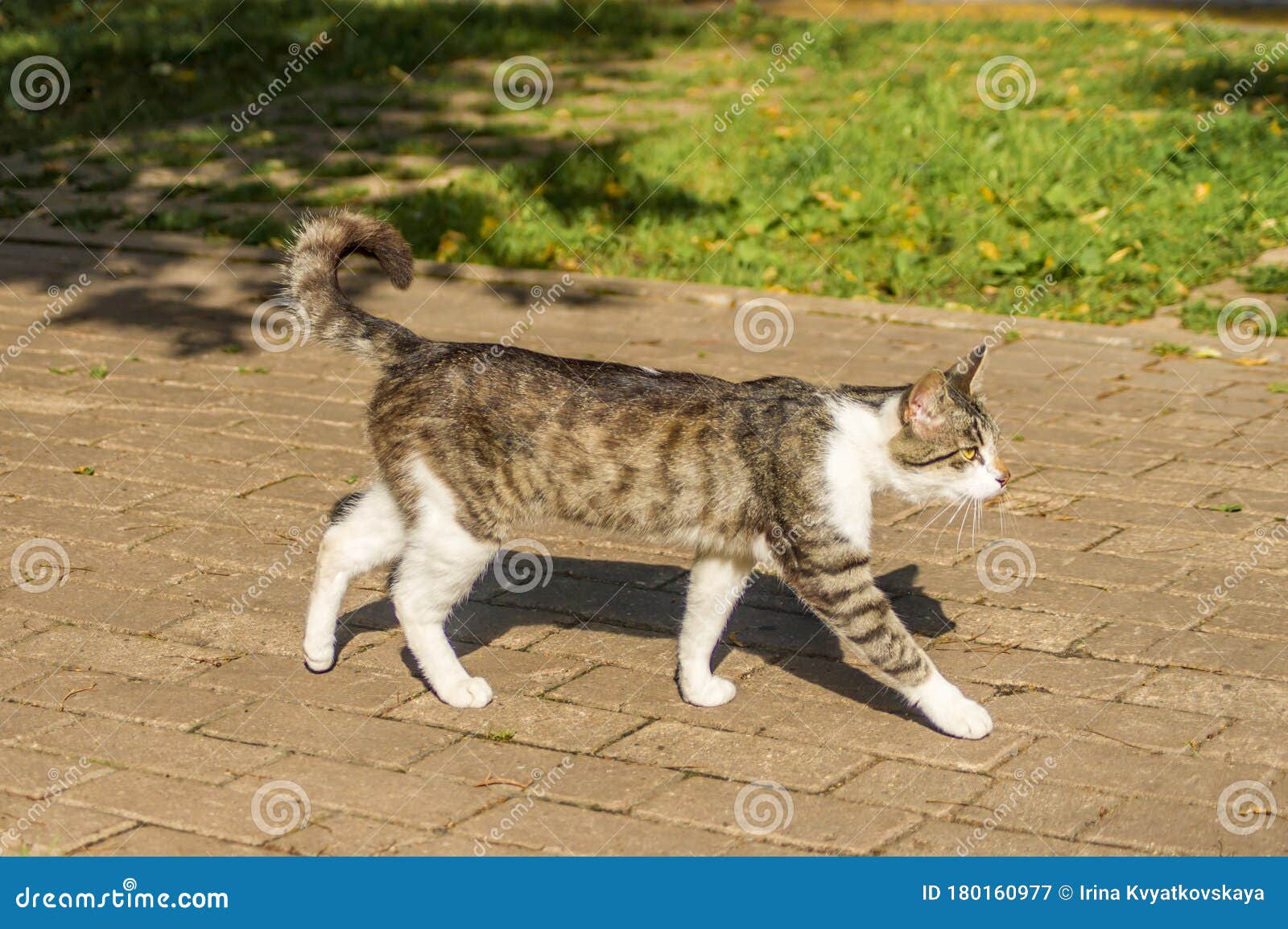 Wild cat walking sidewalk stock image. Image of summer - 180160977