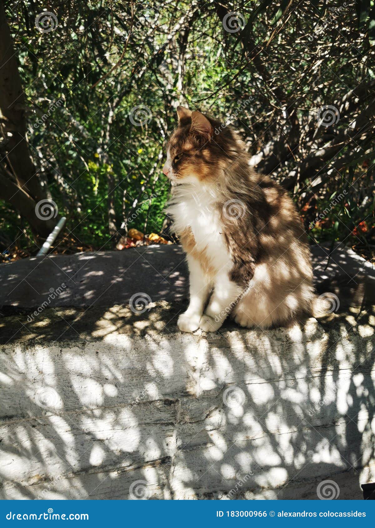 Wild cat wallpaper stock photo. Image of kitten, wild - 183000966