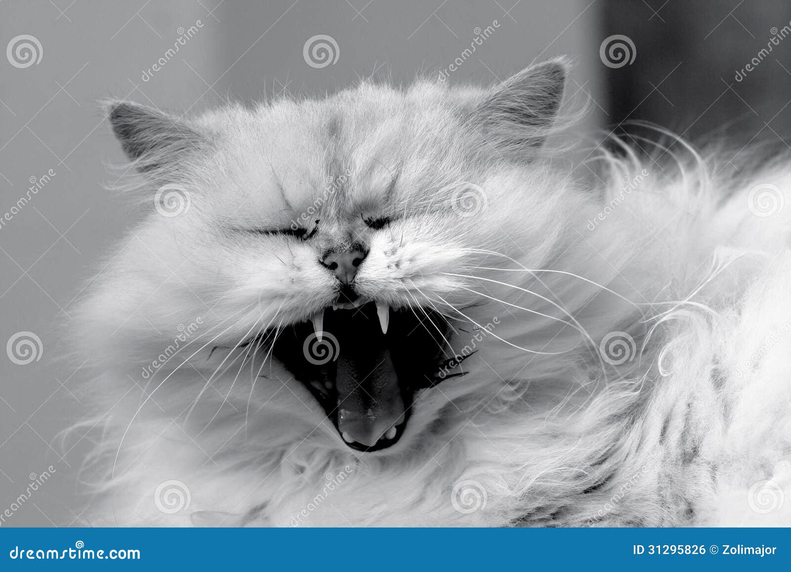 Wild cat stock photo. Image of open, portrait, angry - 31295826