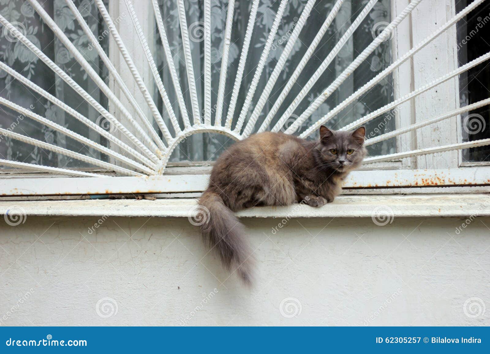 Wild cat on window stock image. Image of gray, eyes, animal - 62305257