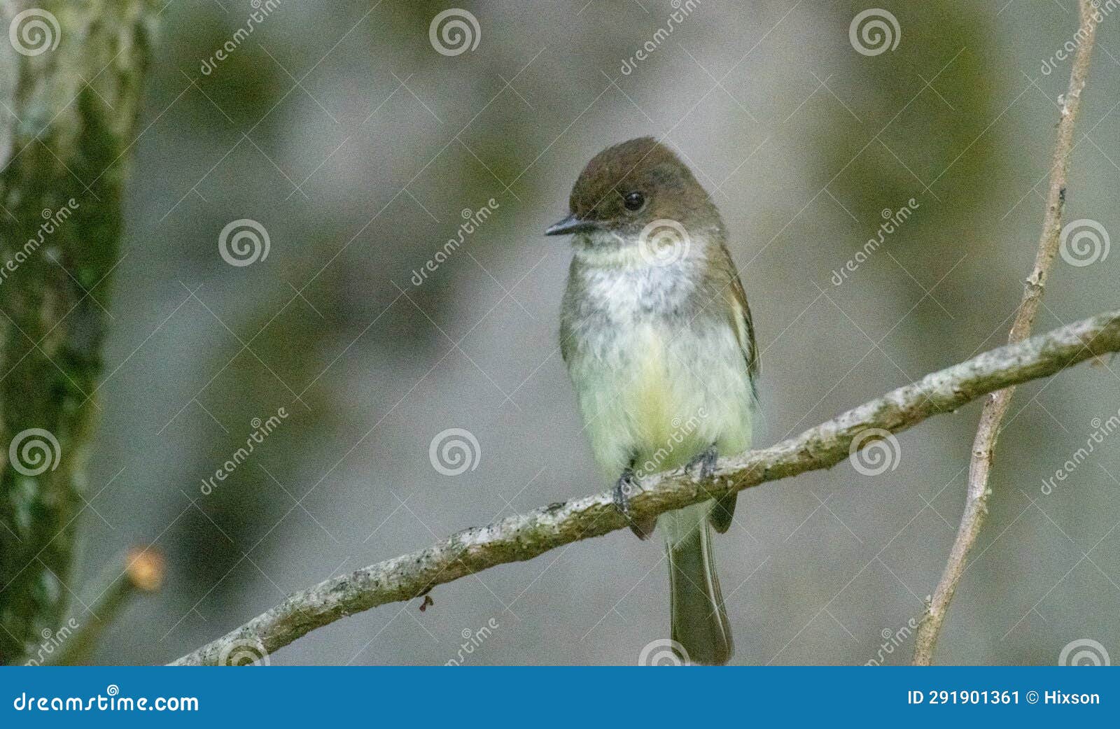 Catbird Perched on Twig of Tree Stock Image - Image of wild, robin ...