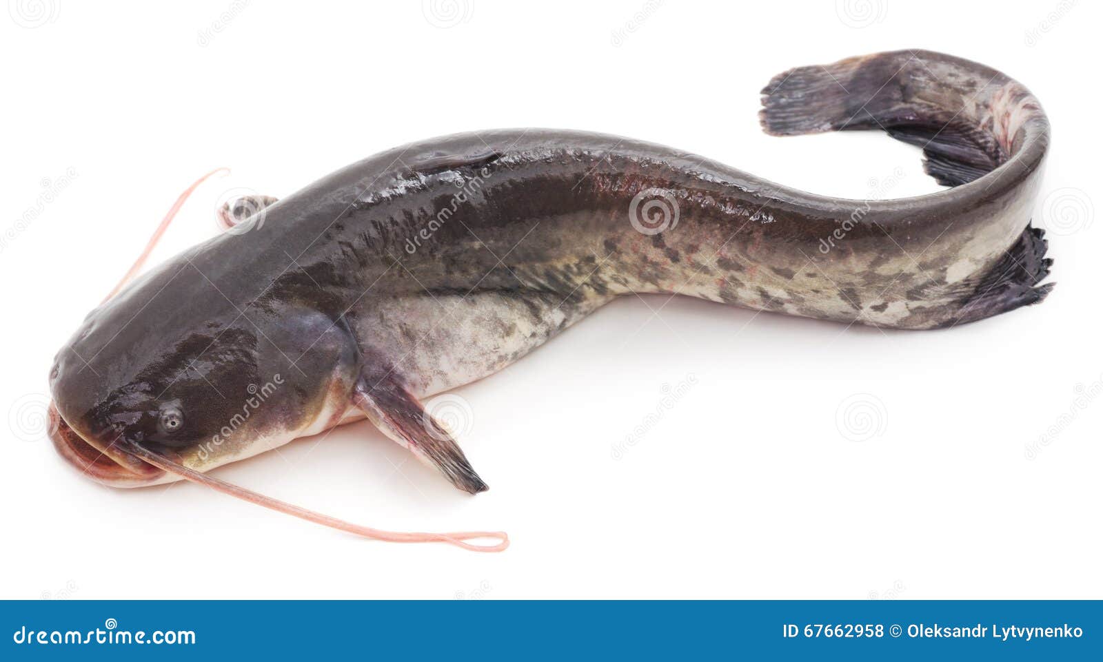 Wild catfish. stock photo. Image of freshwater, life - 67662958