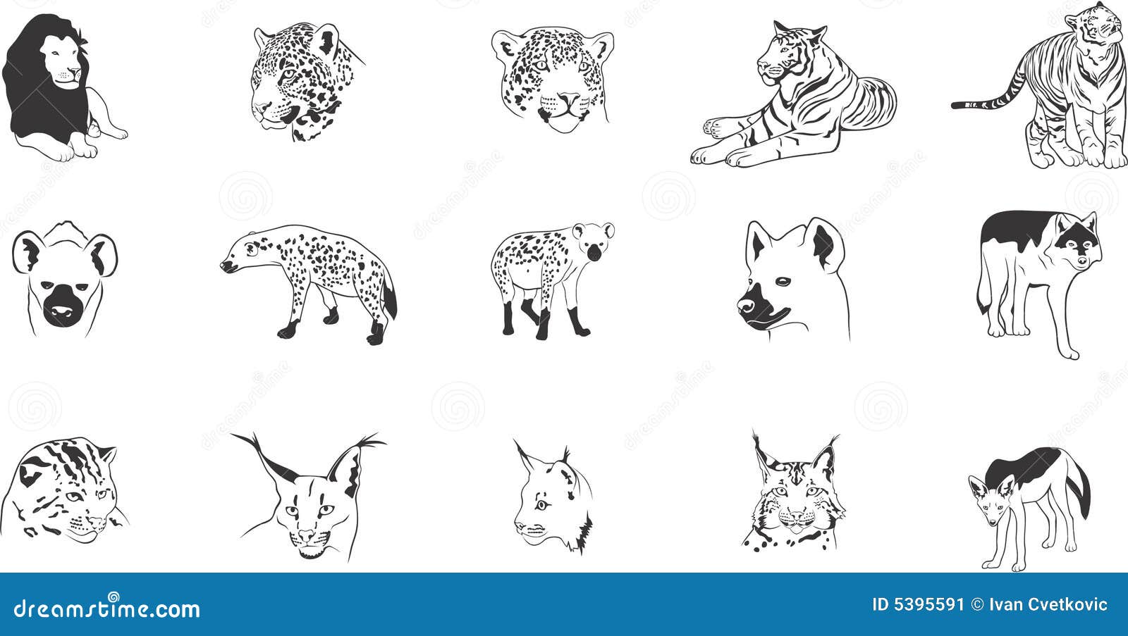 Wild cats illustrations stock vector. Illustration of illustrations ...