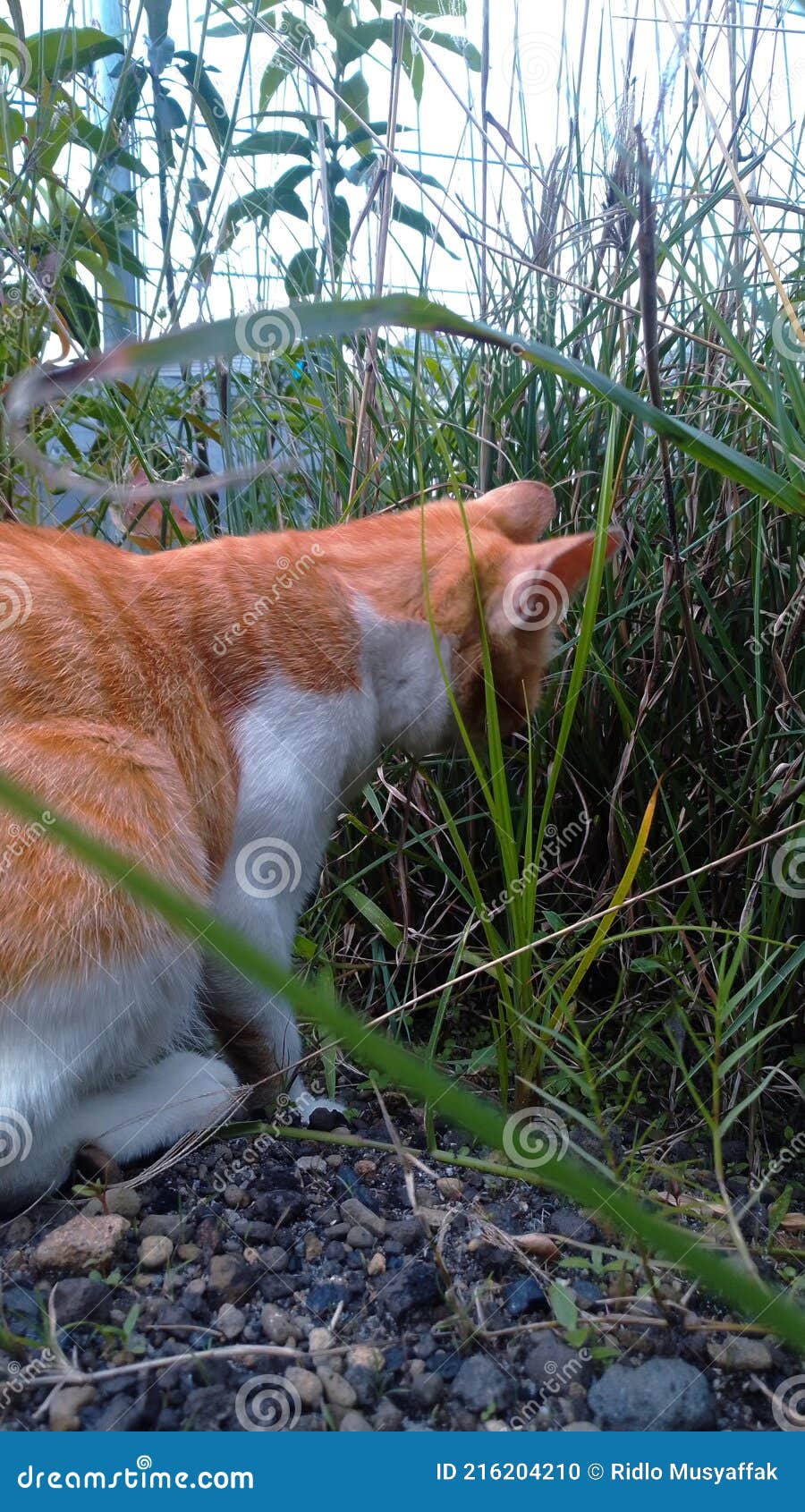 Wild Cats Playing in the Grass Stock Photo - Image of wild, wildlife ...