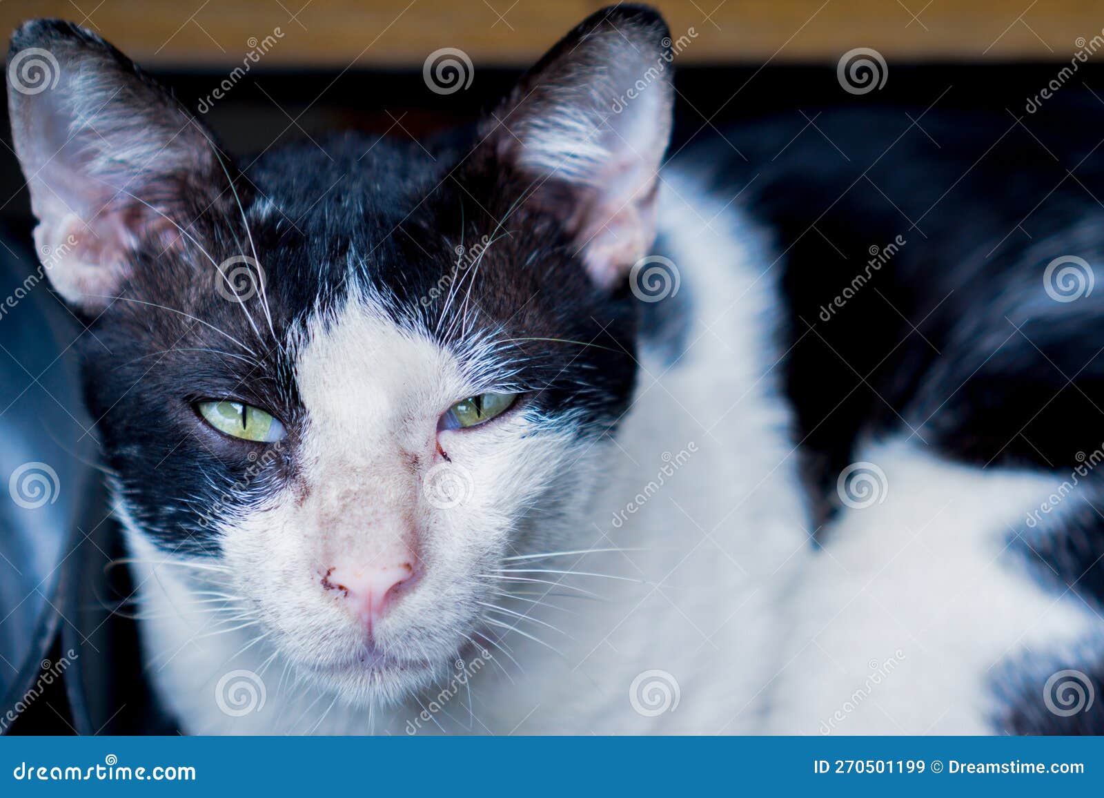 Wild Cats Staring To Camera in Close Up. Stock Image - Image of feline ...