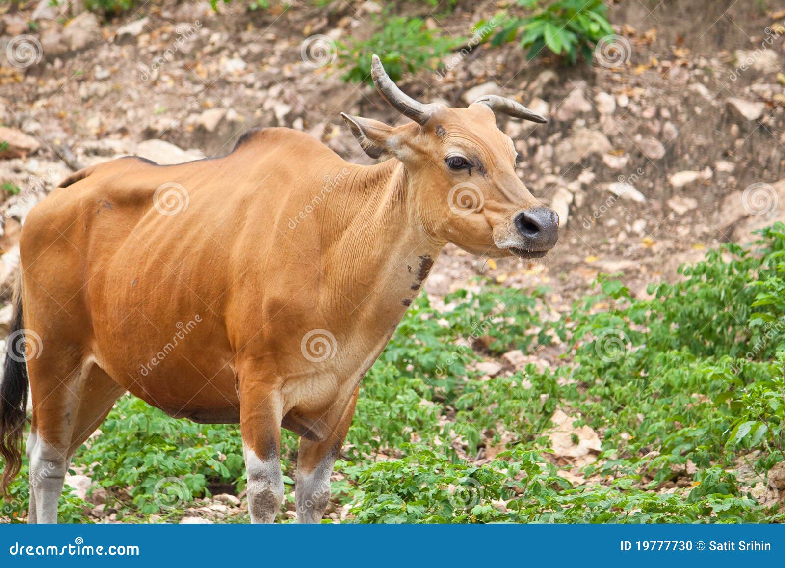 Wild cattle stock photo. Image of banteng, zoology, powerful - 19777730