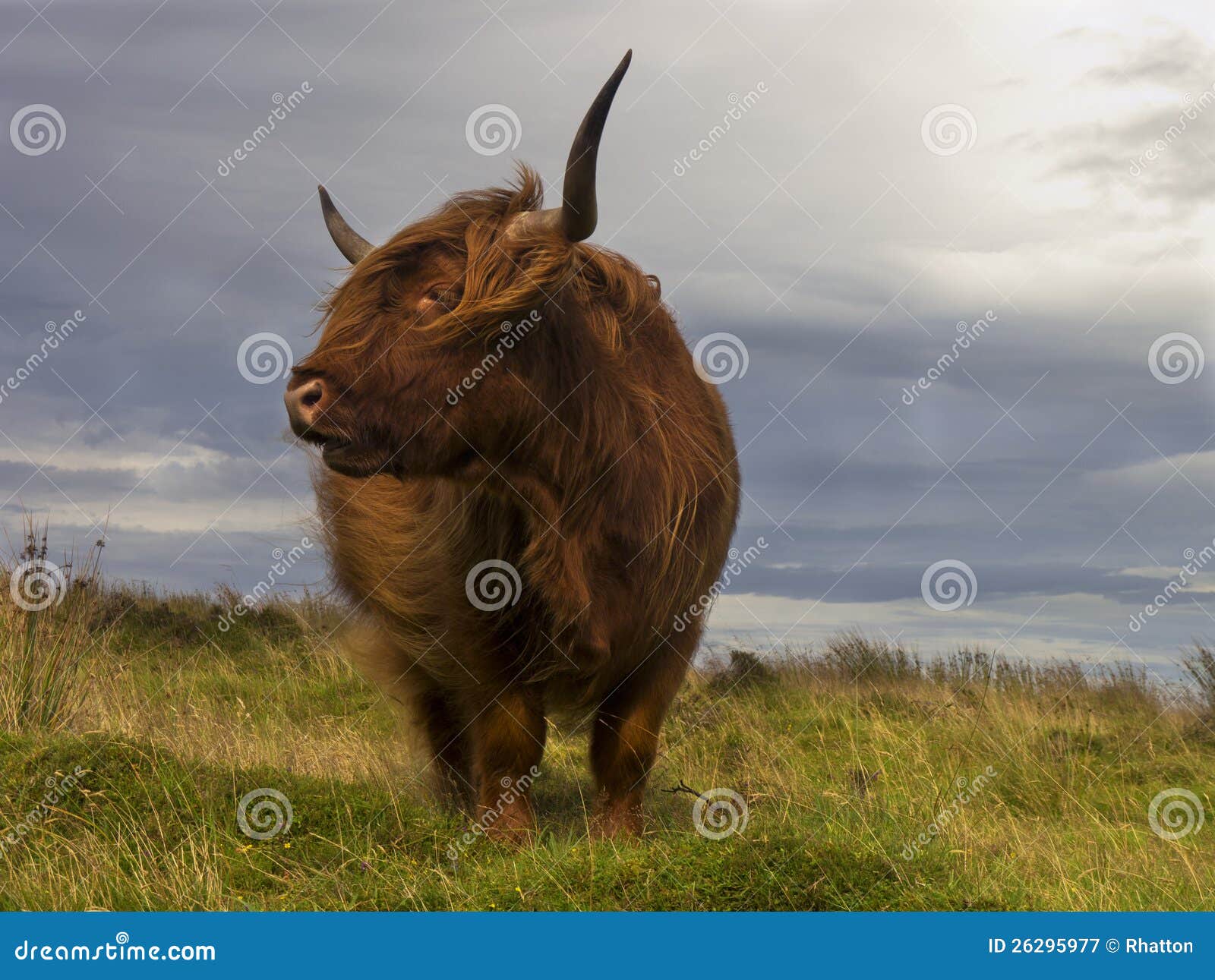 Wild Cattle stock image. Image of cloud, beautiful, cattle - 26295977