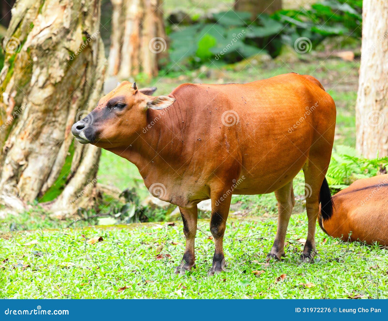 Wild cattle stock photo. Image of economy, bull, breeding - 31972276