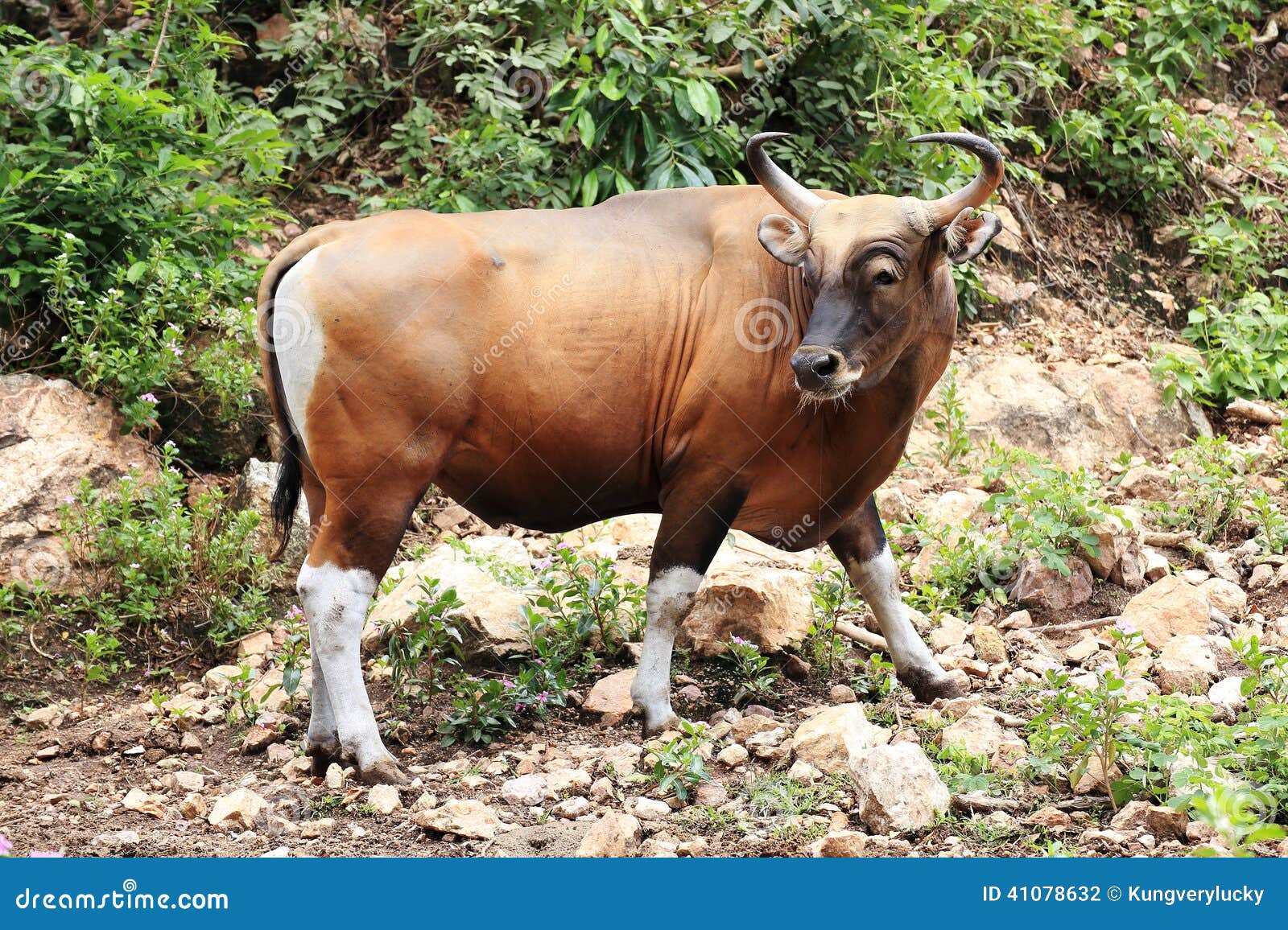 Wild Cattle stock photo. Image of longhorn, breed, animal - 41078632