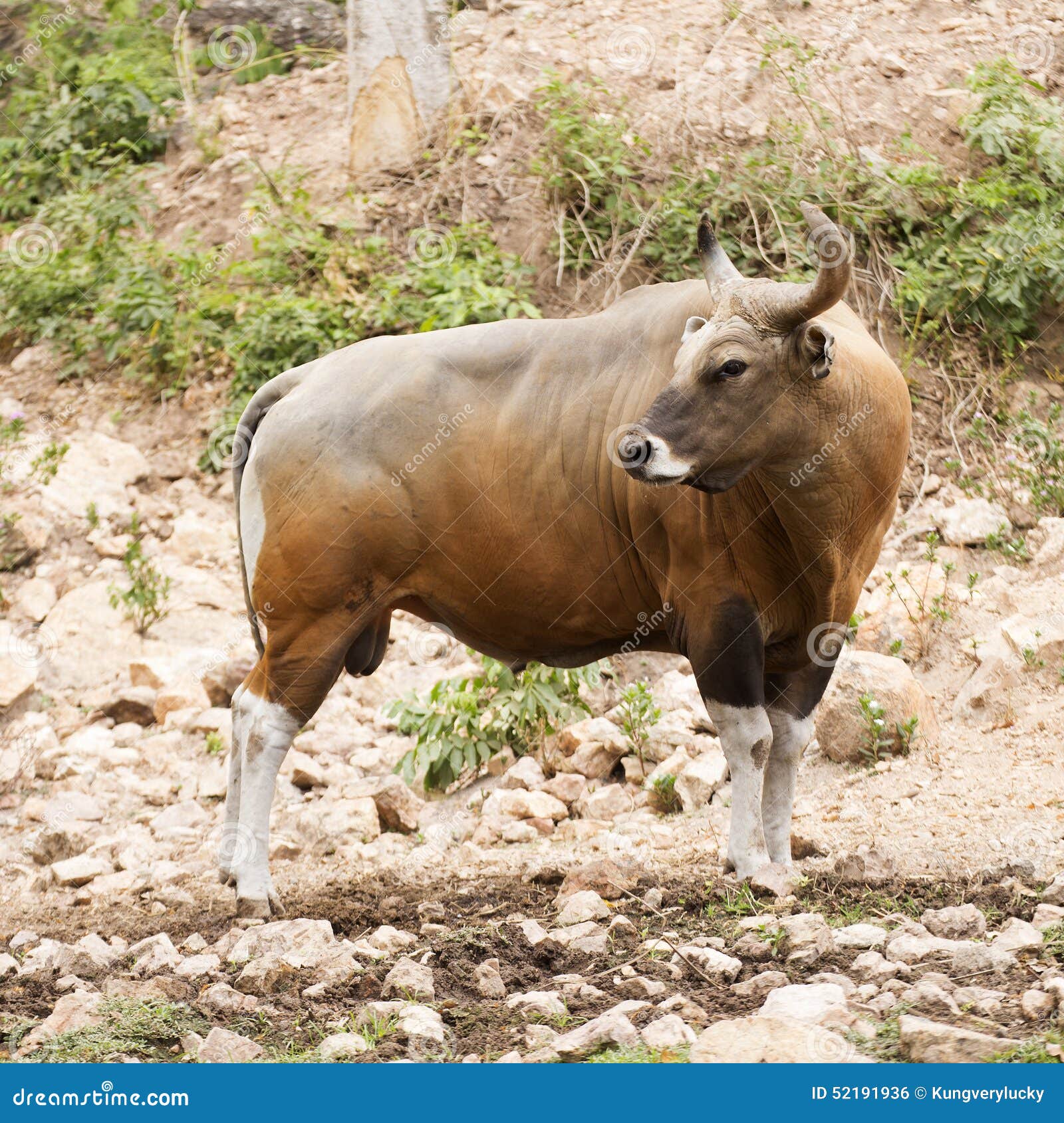 Wild Cattle stock photo. Image of brown, texas, grass - 52191936
