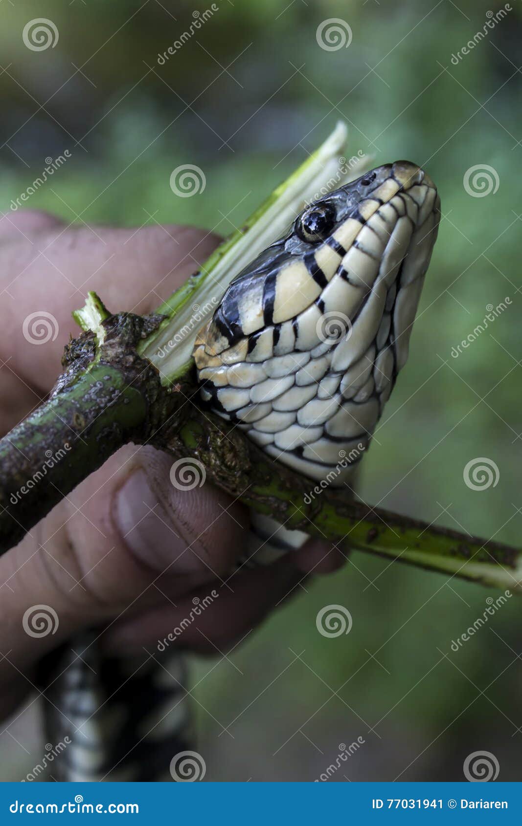 Wild caught snake stock image. Image of catch, trapped - 77031941