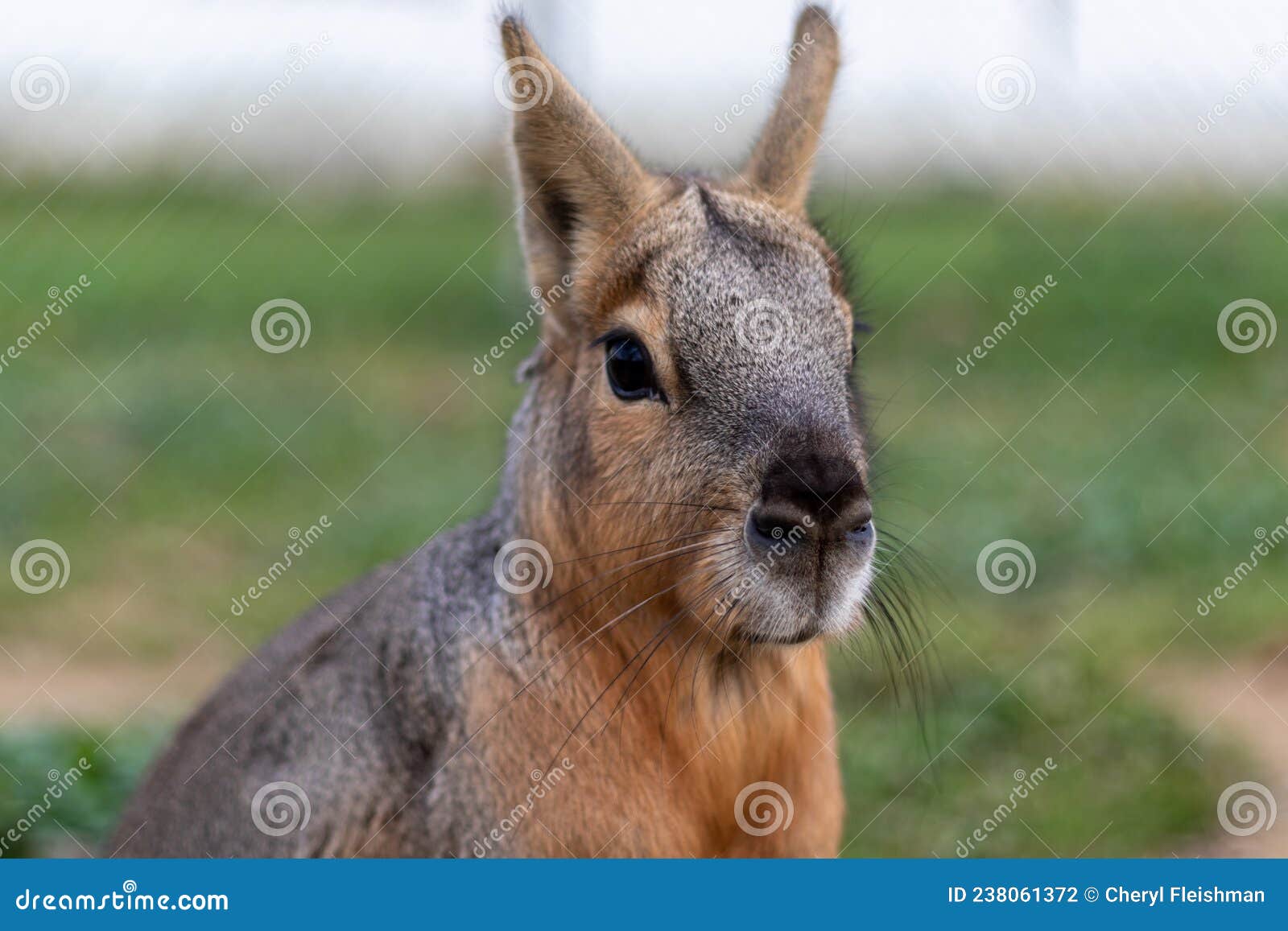 Wild Cavy Closeup Surrounded by Green Grass Stock Photo - Image of ...