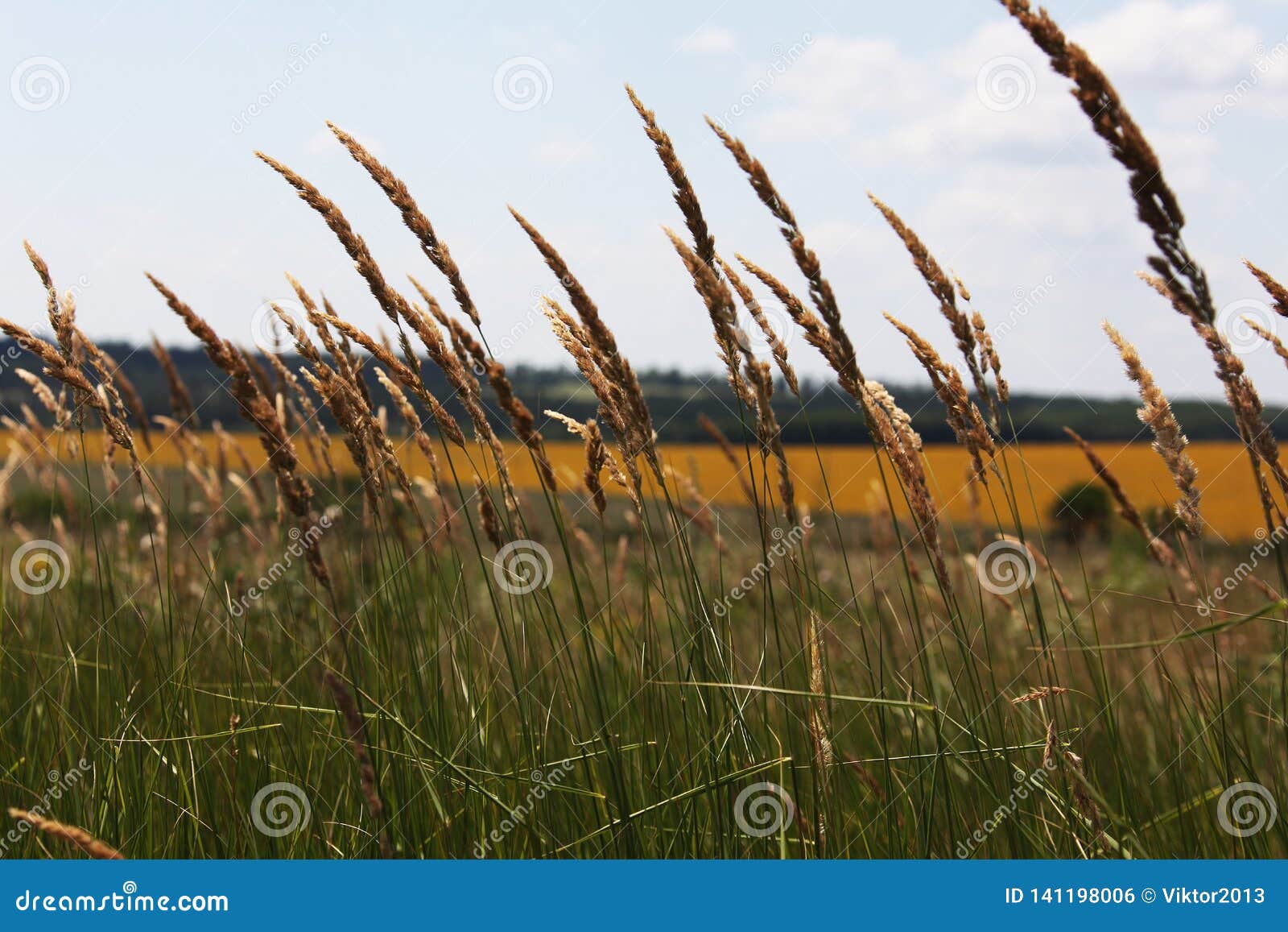 Wild cereal stock photo. Image of biology, land, green - 141198006