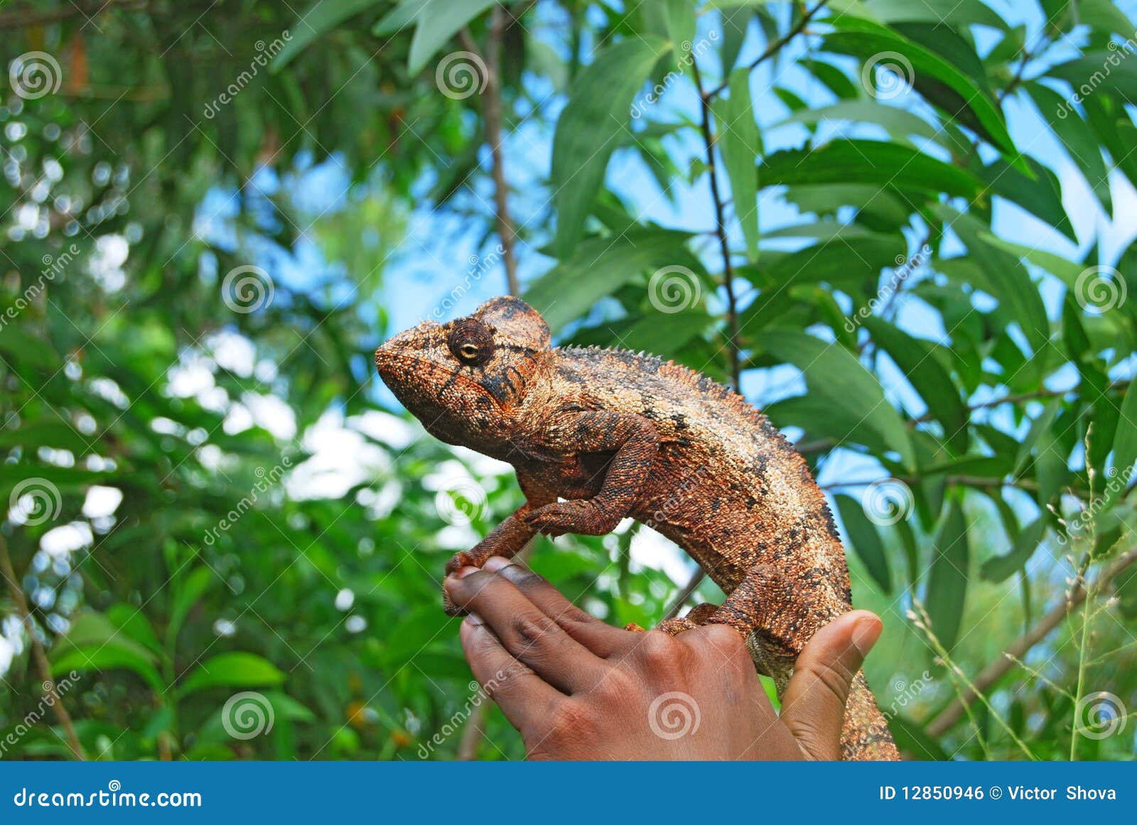 Chameleon On A Hand Stock Photo | CartoonDealer.com #59604360