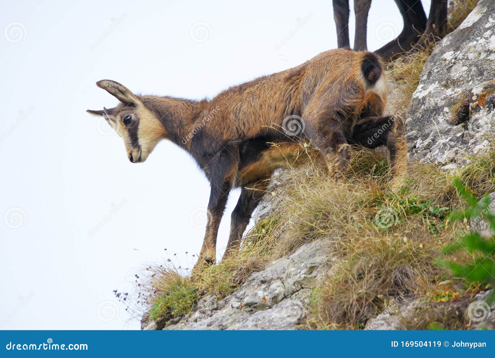 Wild chamois goat climbing stock image. Image of alpine - 169504119