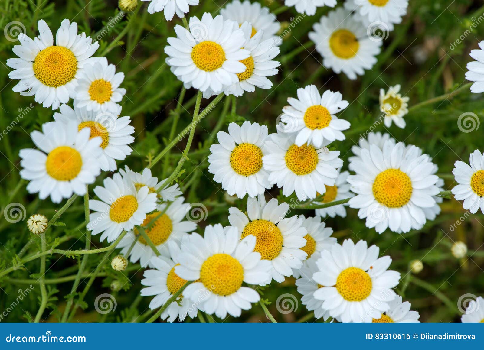 Wild Chamomile in the Field Stock Photo - Image of green, flower: 83310616