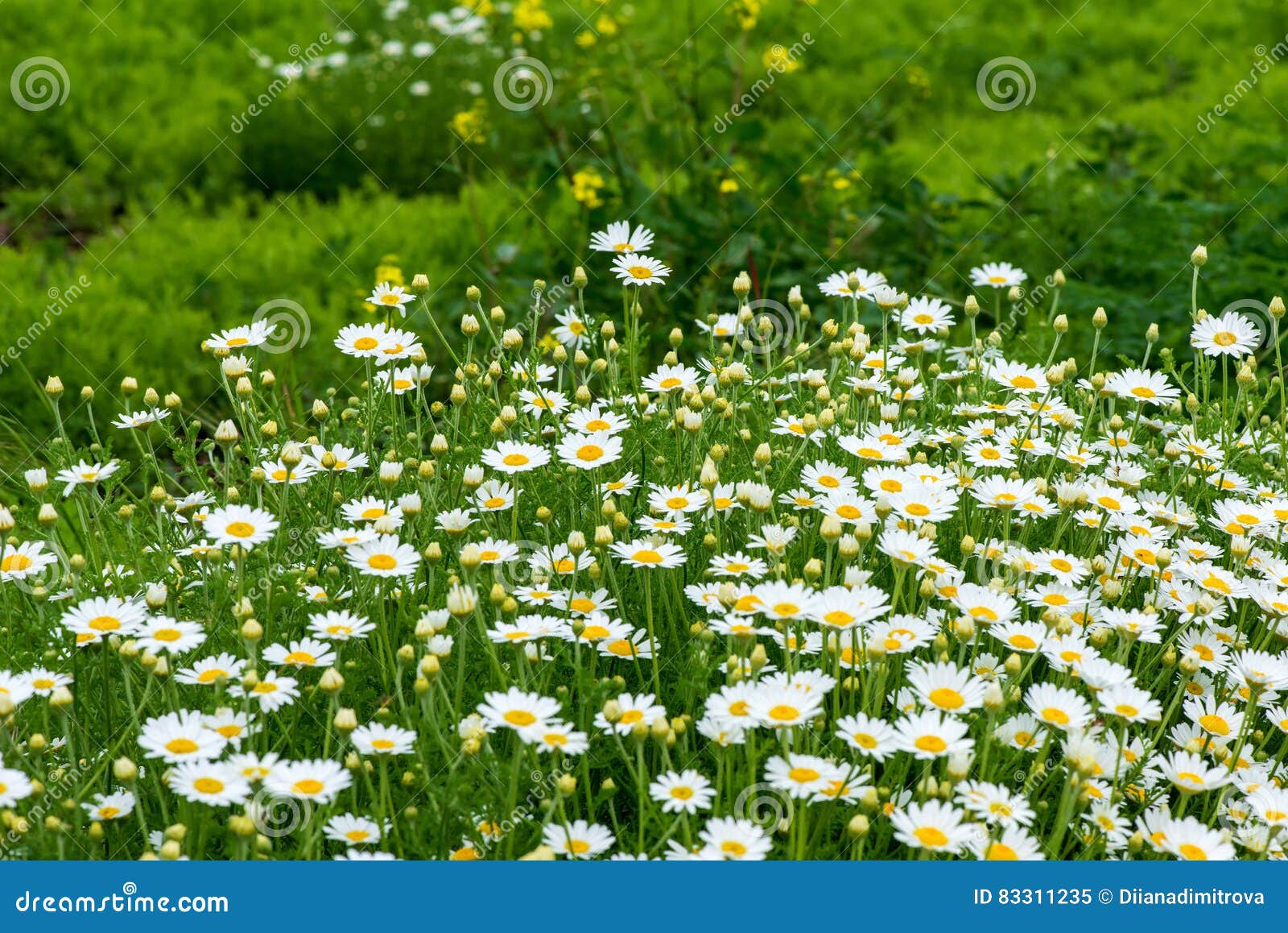 Wild Chamomile in the Field Stock Image - Image of green, freshness ...