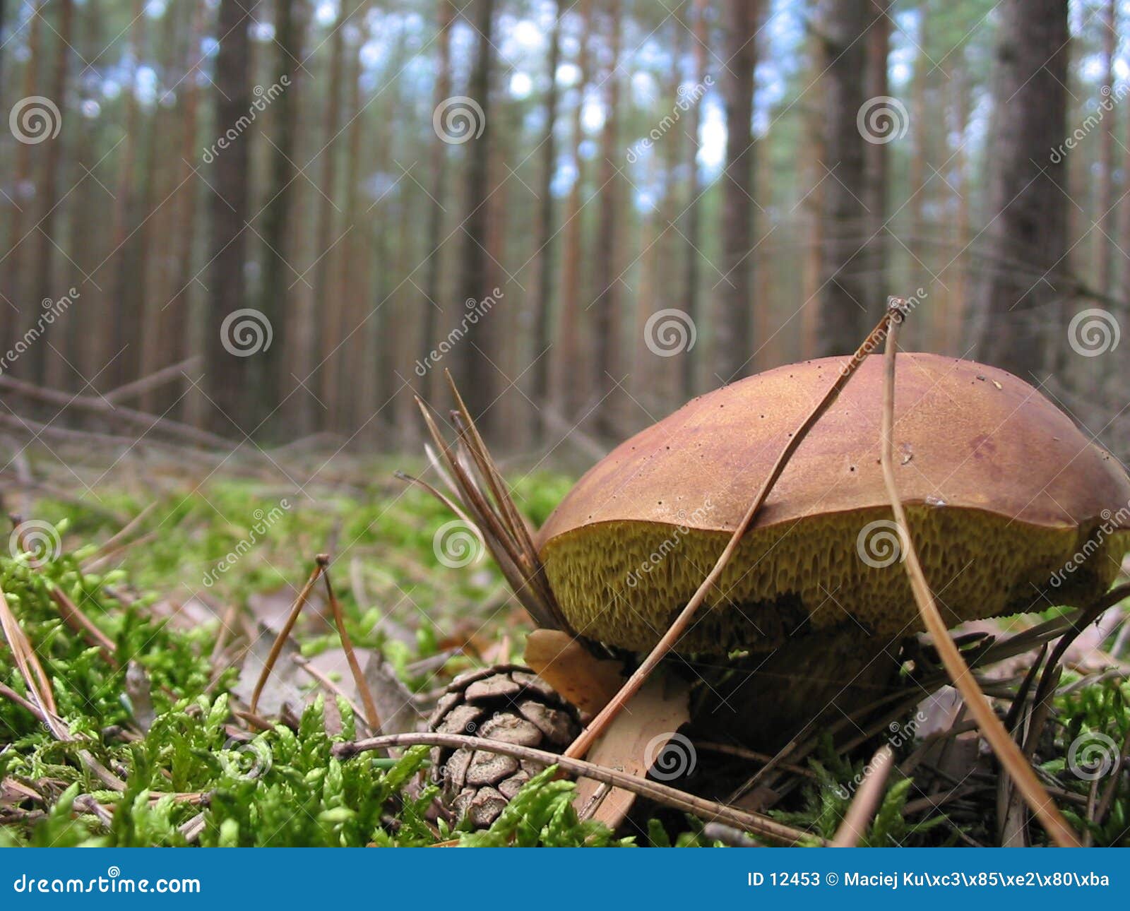 Wild champinjon fotografering för bildbyråer. Bild av blurriness - 12453