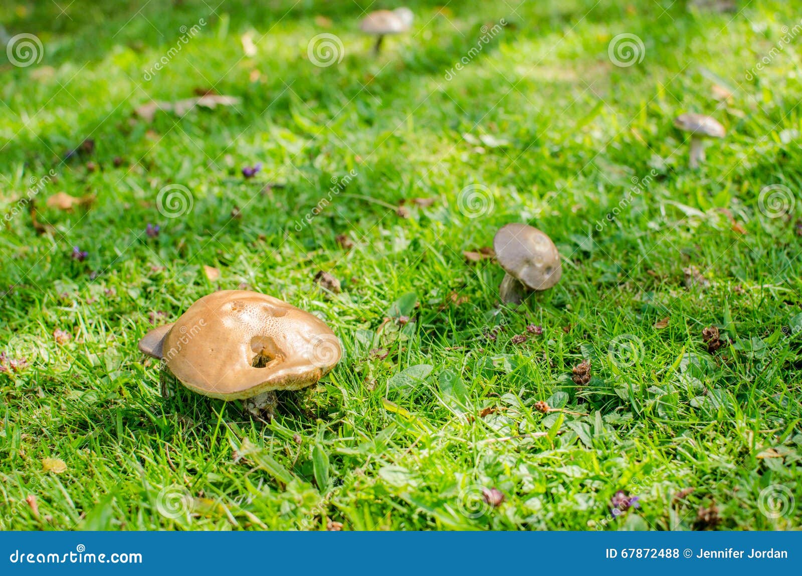 Wild champinjon arkivfoto. Bild av dagsljus, organiskt - 67872488