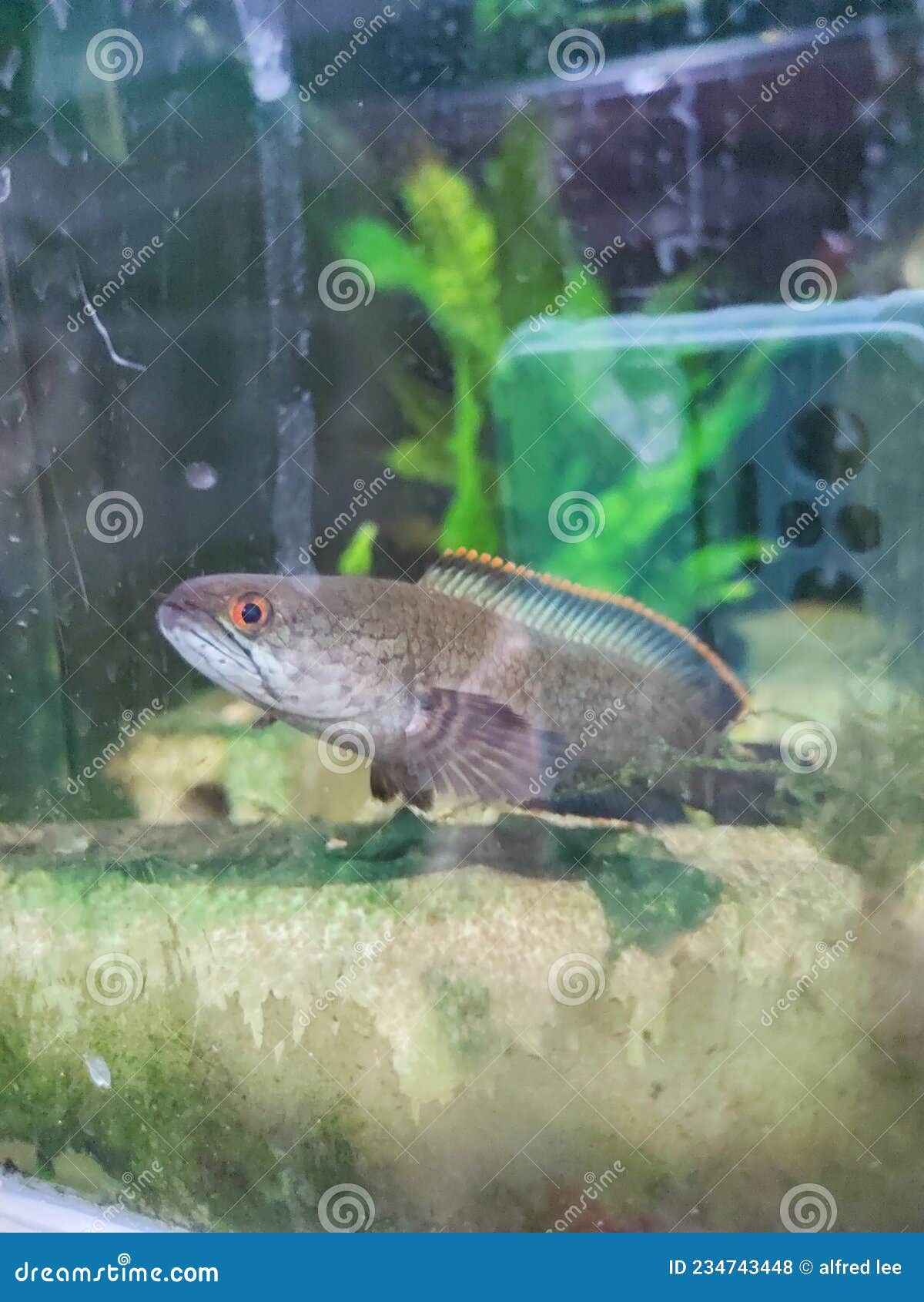 Channa fish wild fish stock photo. Image of channa, aquarium - 234743448