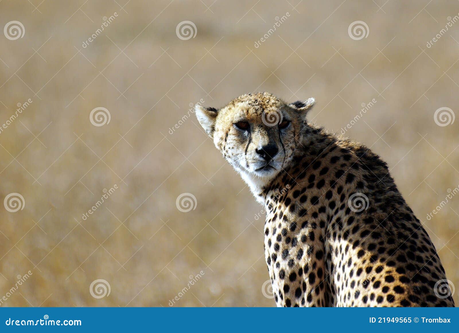 Wild cheetah face portrait stock image. Image of wildlife - 21949565